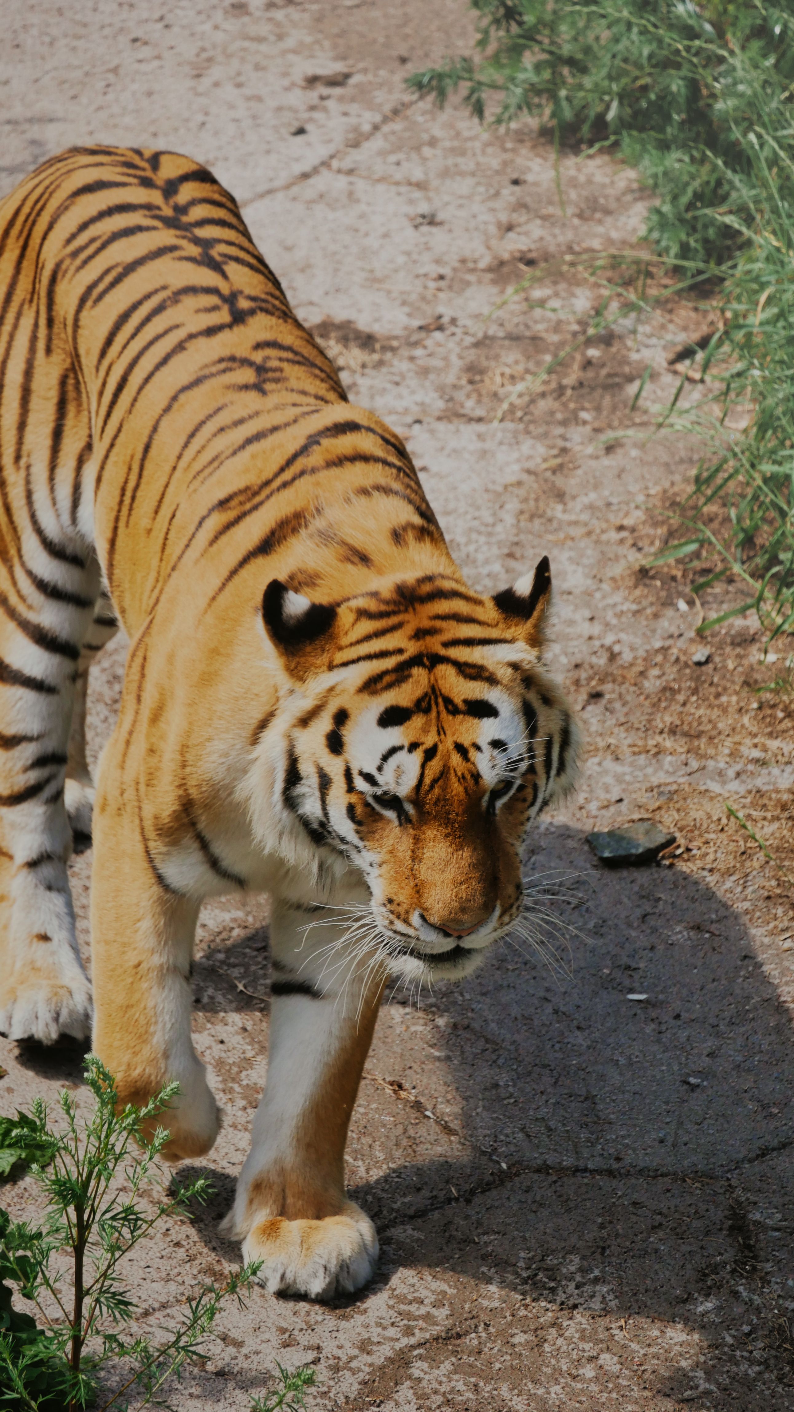 Tiger Image Photos, Download Free Tiger Image Stock Photos & HD Images
