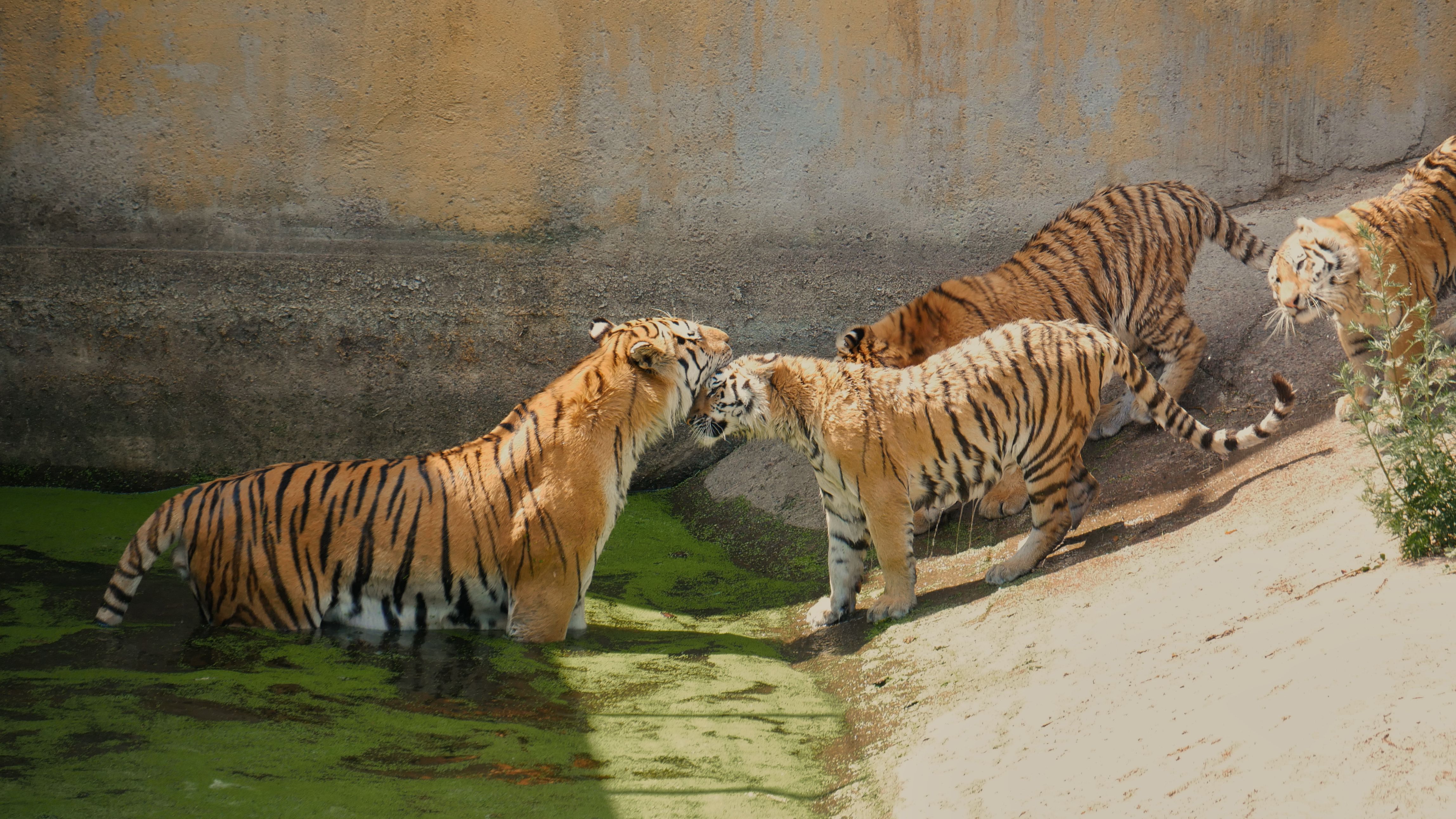 Tigers in Zoo · Free Stock Photo