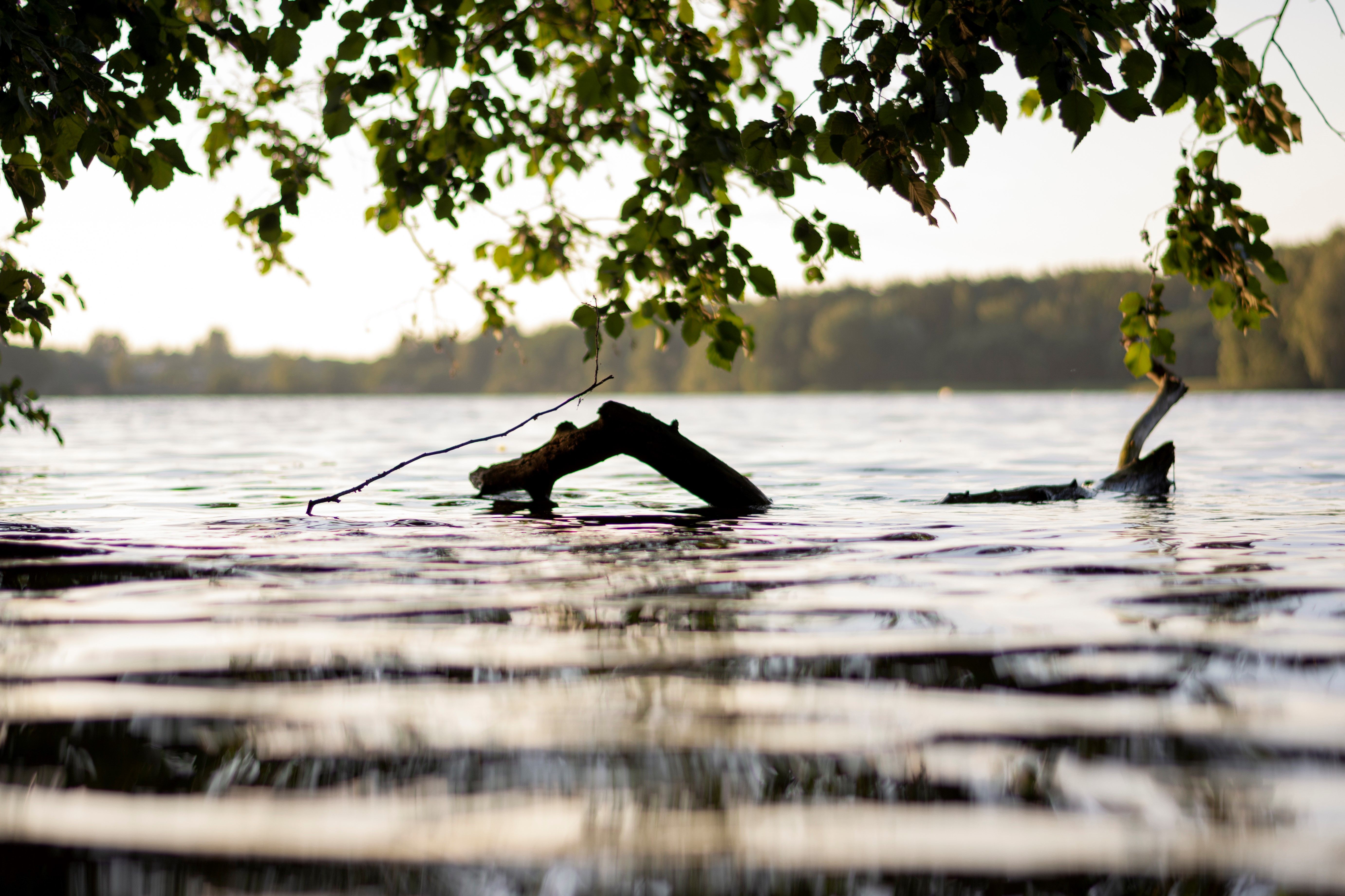 River in Summer · Free Stock Photo