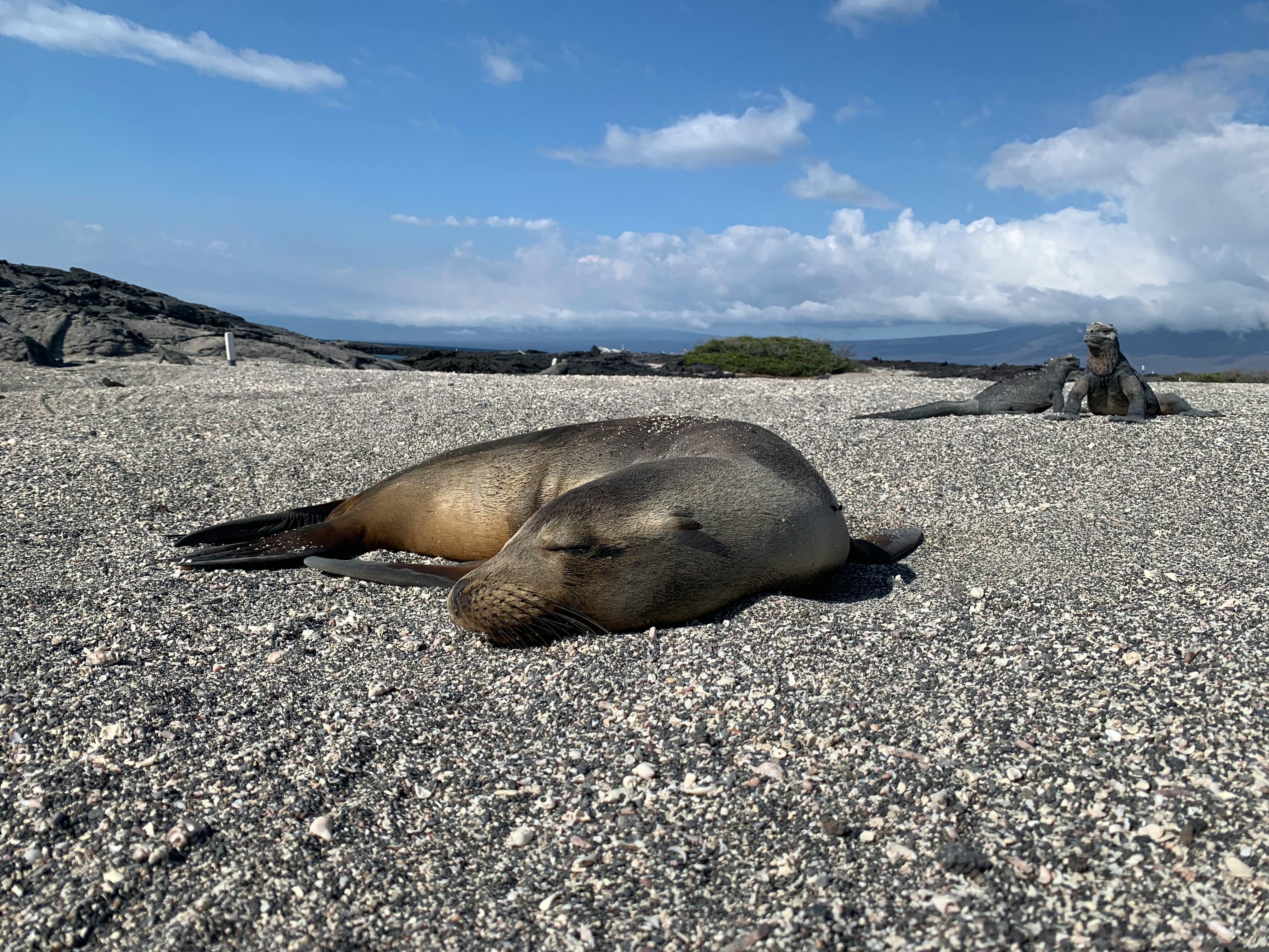 Sea Seal on Beach · Free Stock Photo