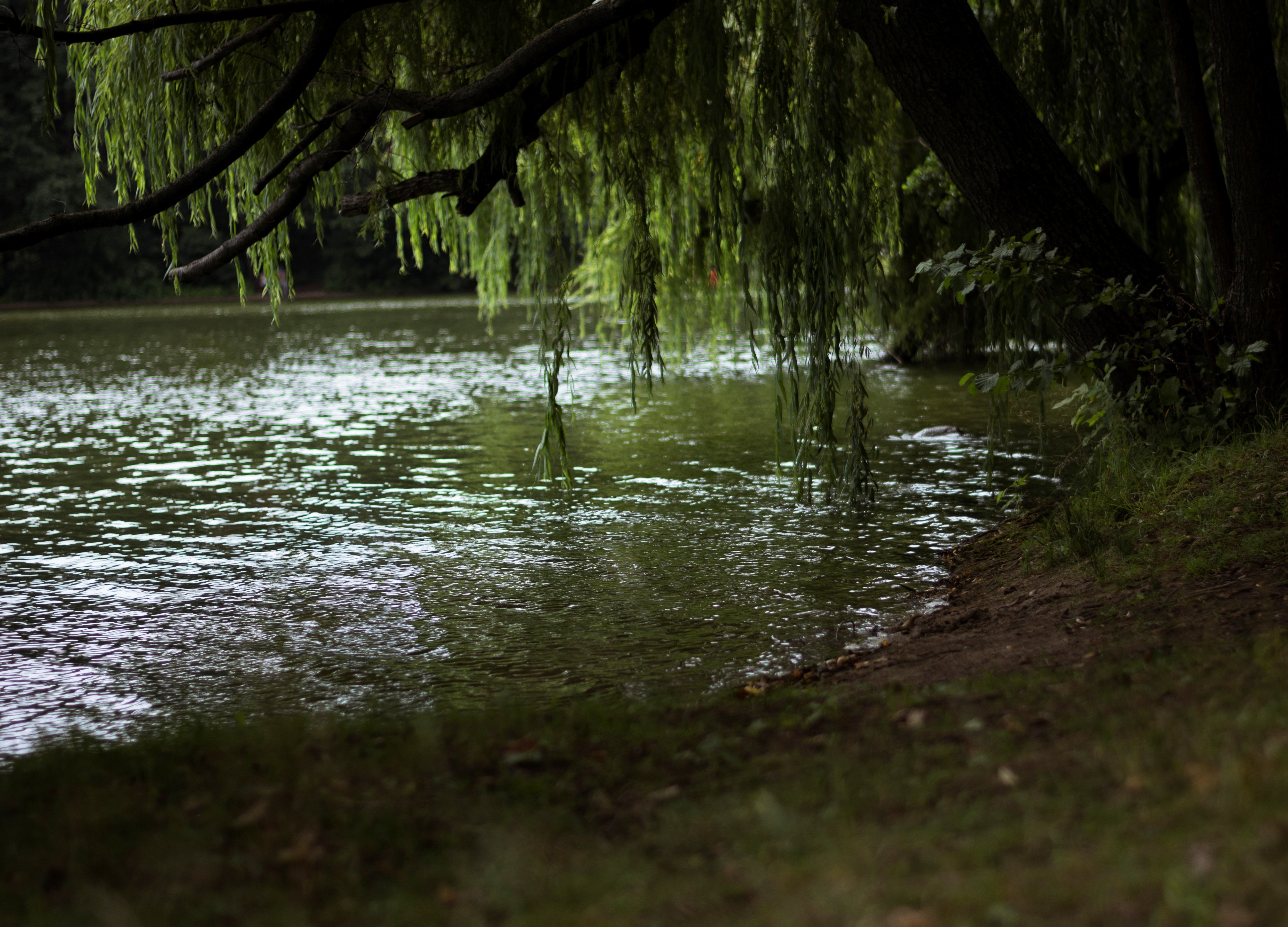 A River Under the Tree · Free Stock Photo