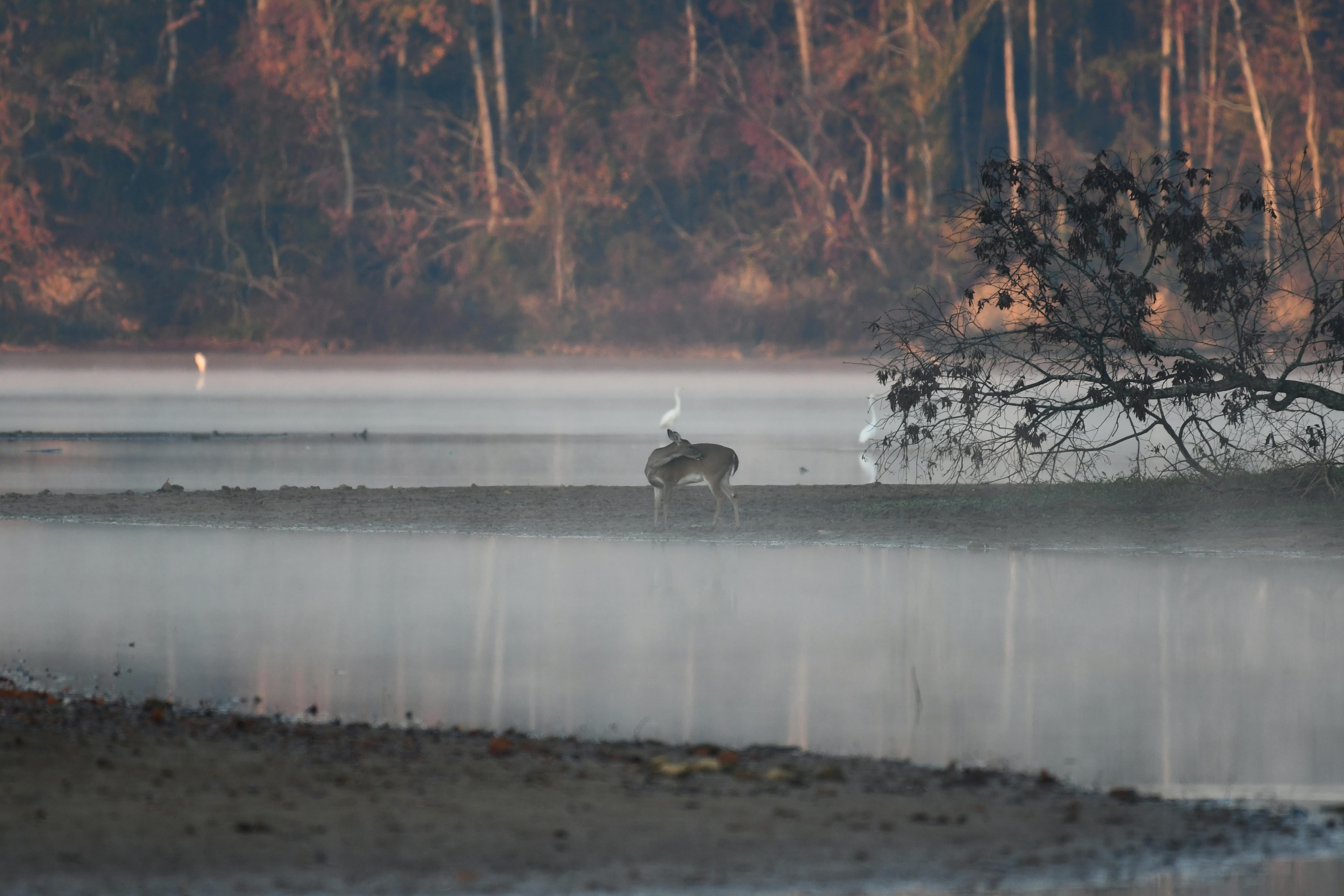 Deer and Doe in the Forest · Free Stock Photo