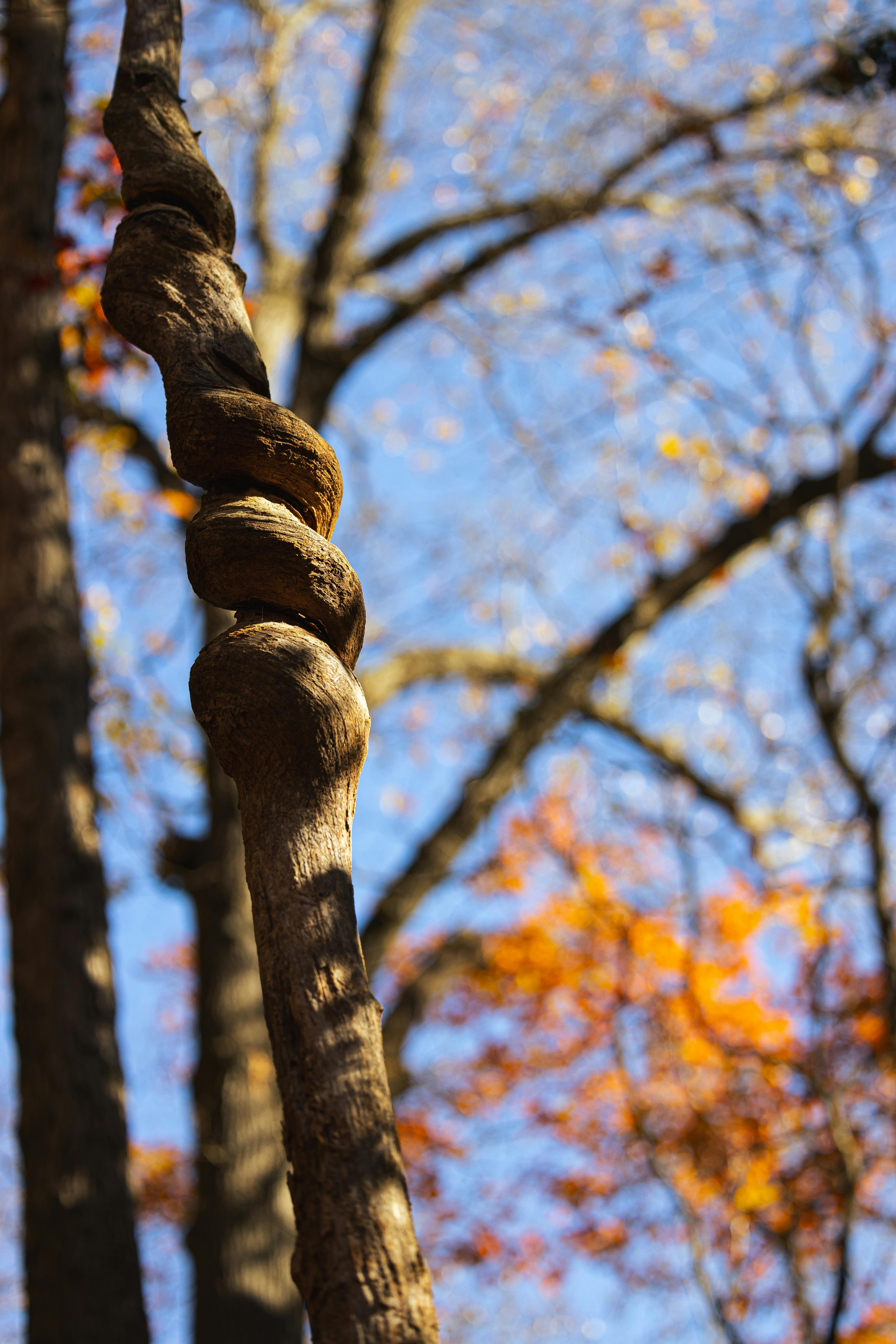 Brown Tree Branch in Close Up Shot · Free Stock Photo