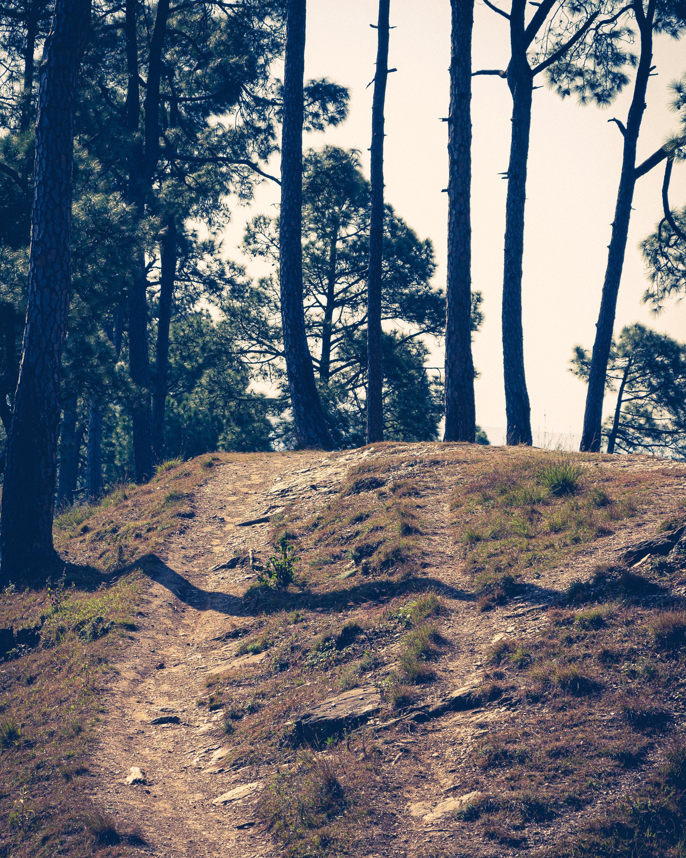 Hill in Park · Free Stock Photo