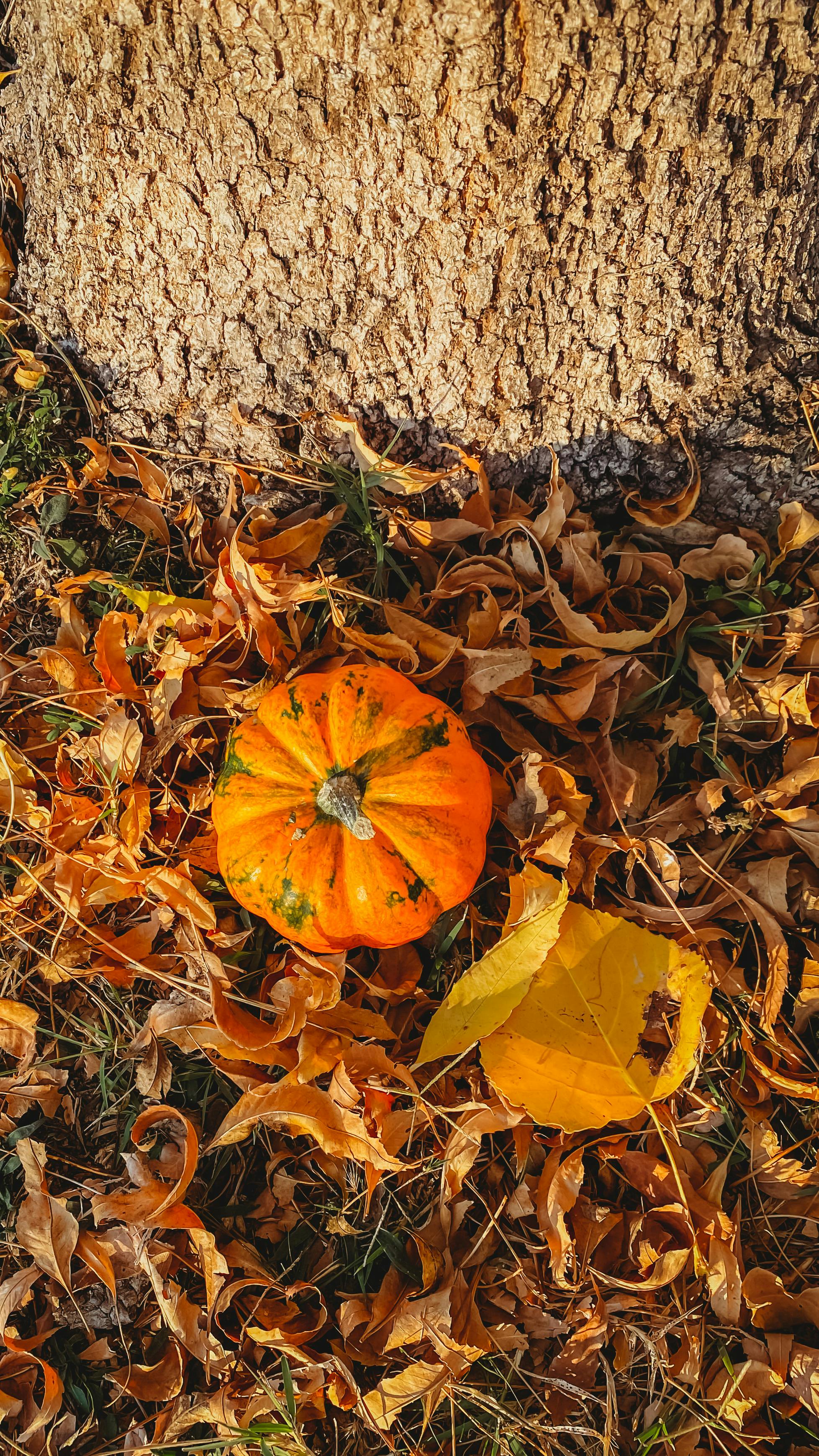 Pumpkins on Wooden Surface · Free Stock Photo