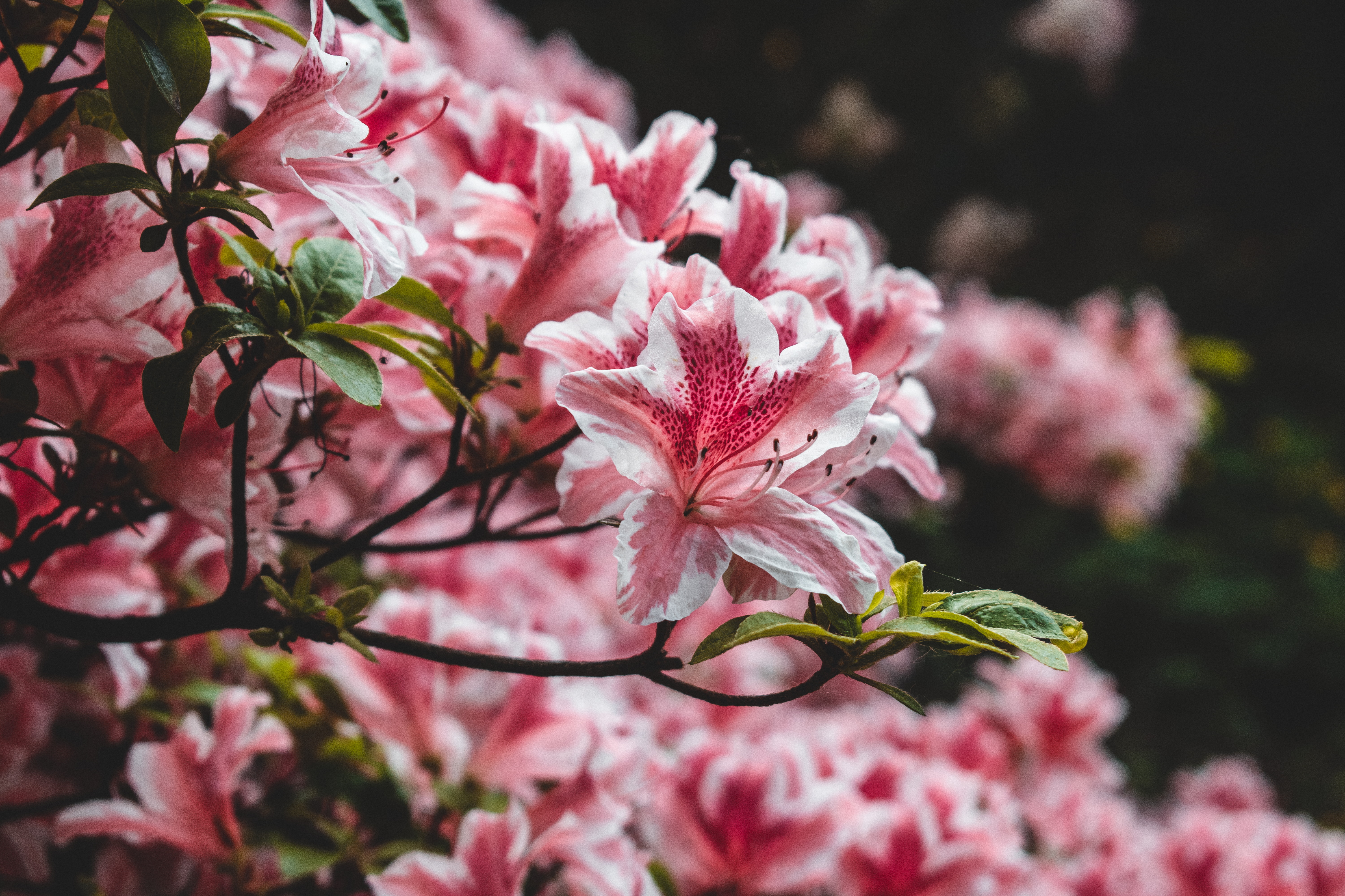Foto de stock gratuita sobre al aire libre, arbusto, azalea, belleza ...