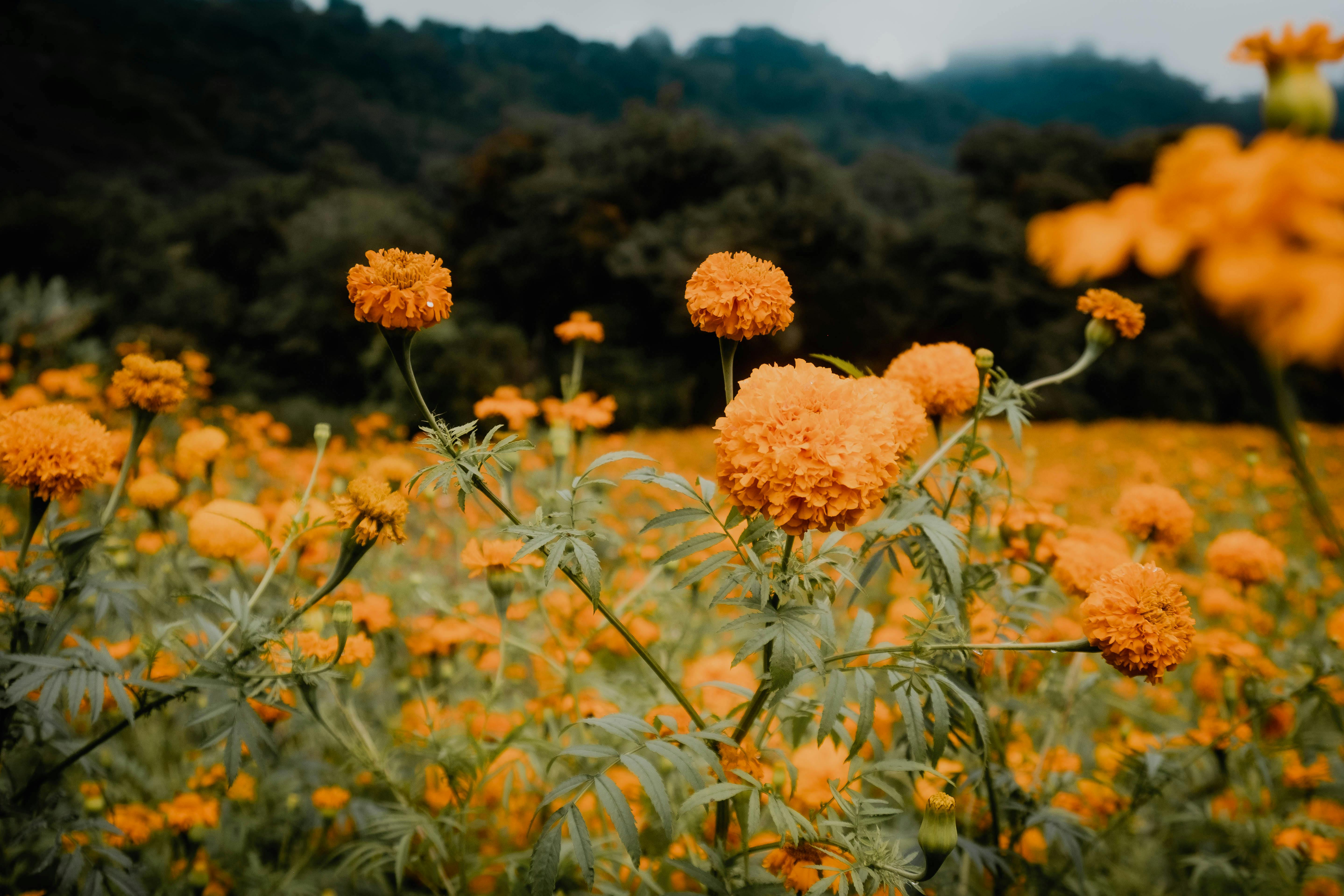 Marigold Flowers Field · Free Stock Photo