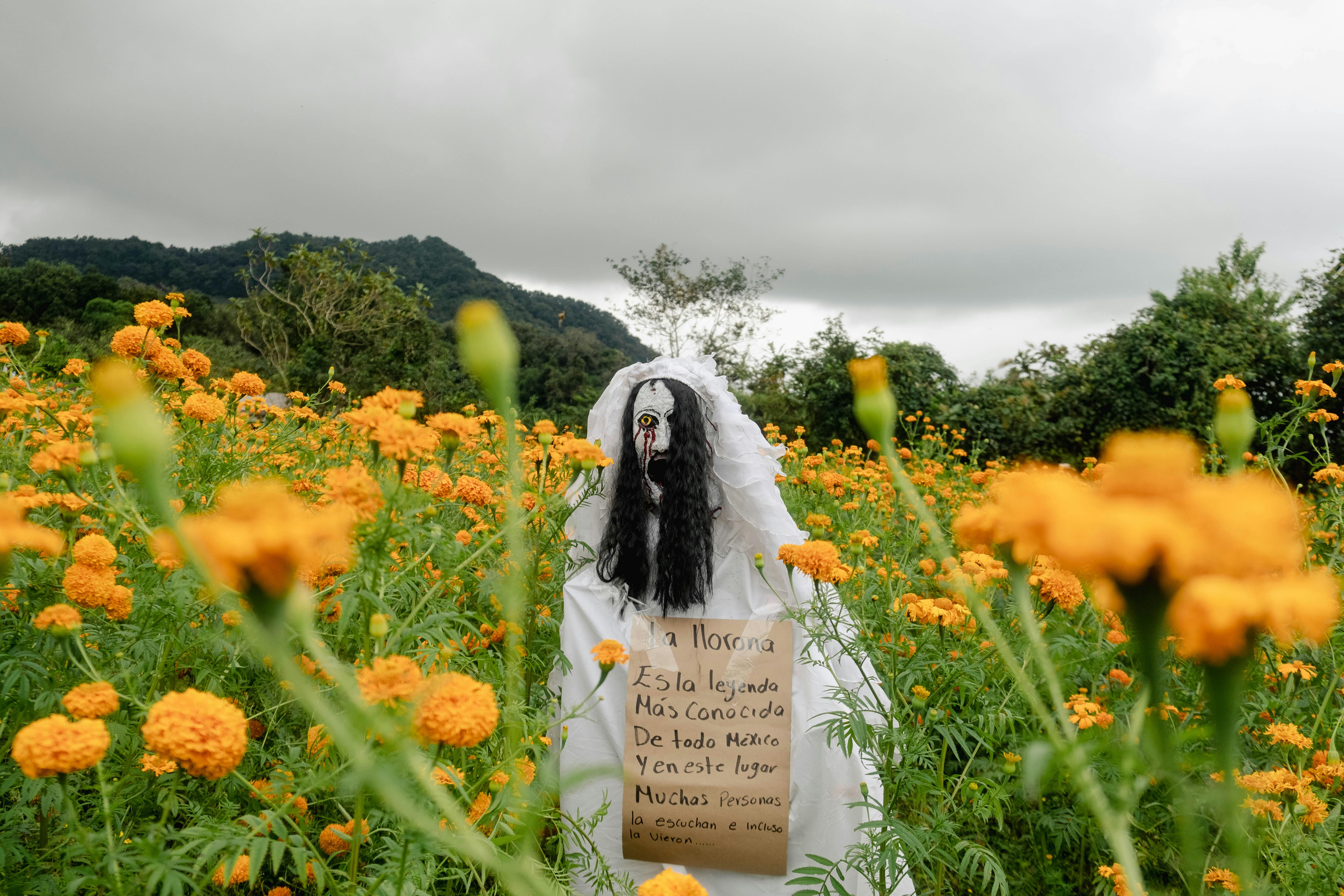 Foto de stock gratuita sobre al aire libre, américa del norte, cabello ...