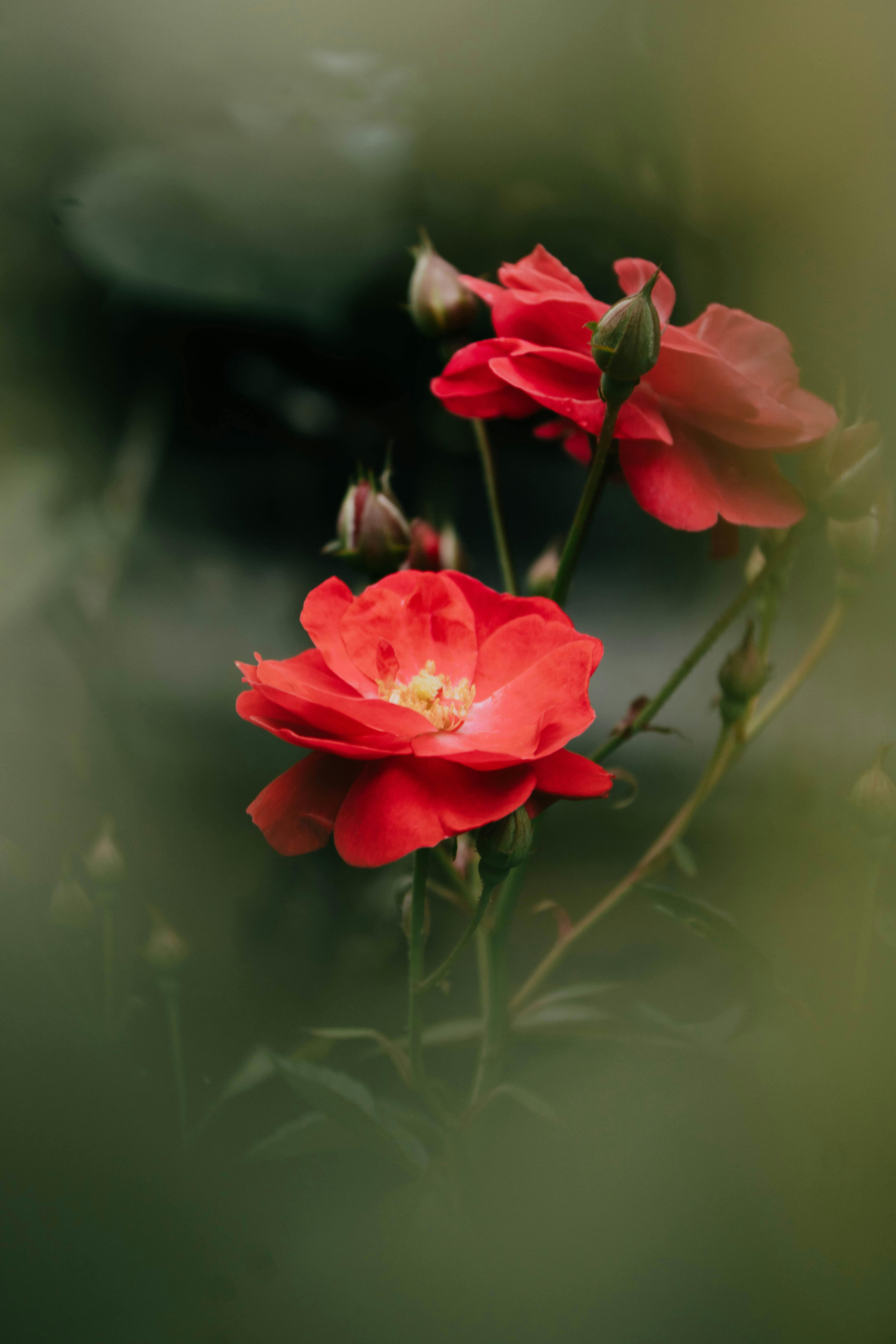 Garden Flora Photos, Download The BEST Free Garden Flora Stock Photos ...