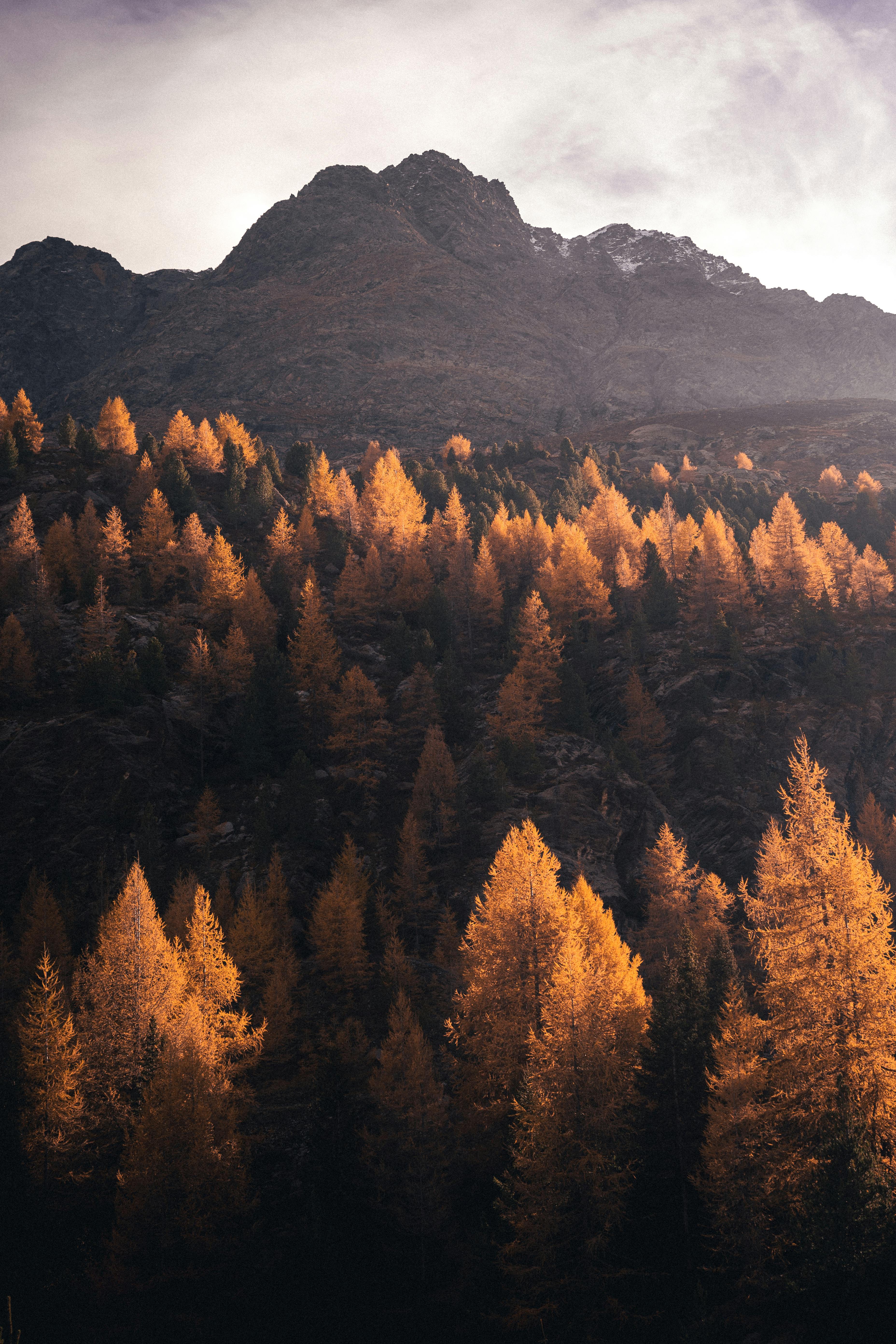 Brown Trees on the Mountain · Free Stock Photo
