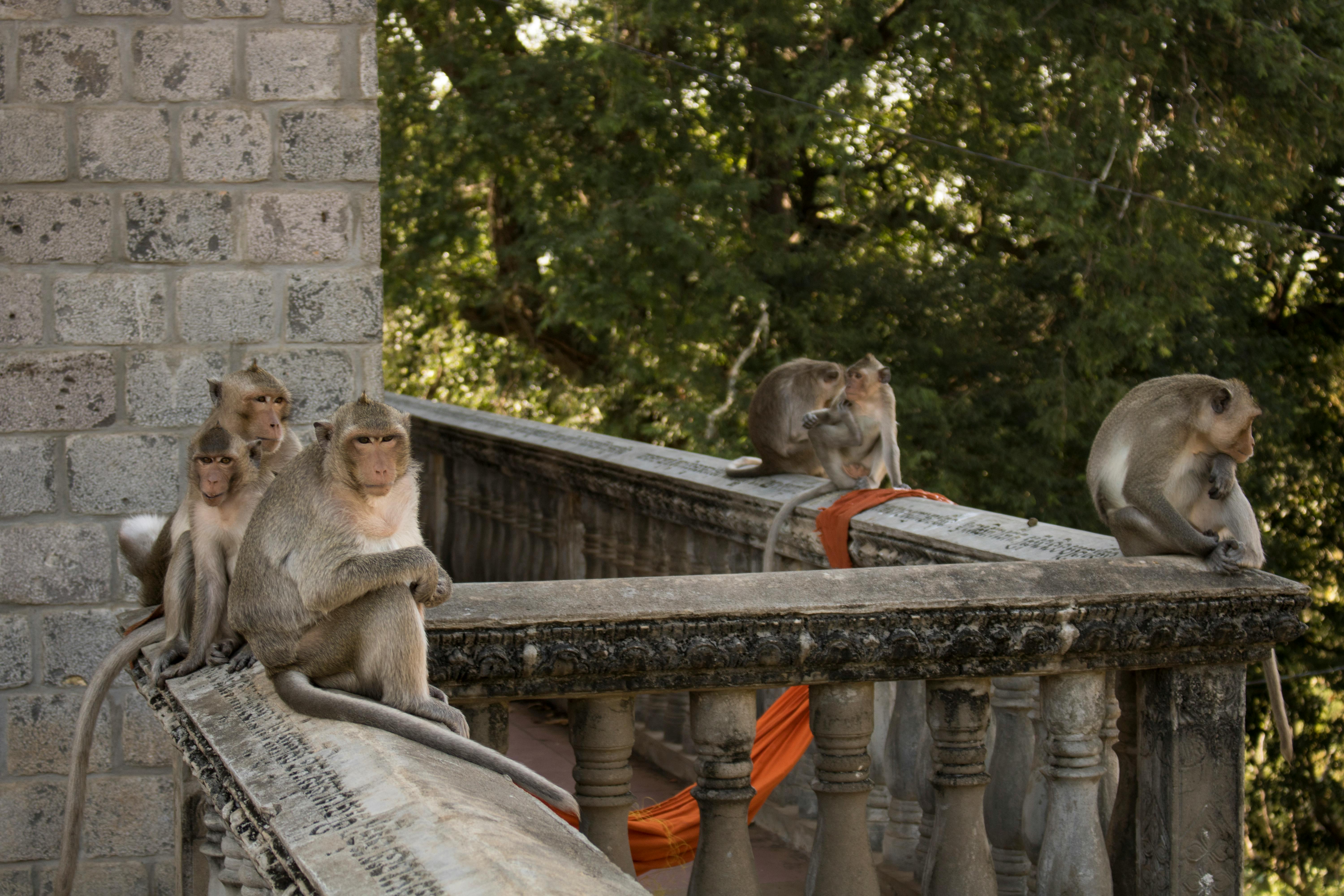 Monkeys Sitting on a Ledge · Free Stock Photo