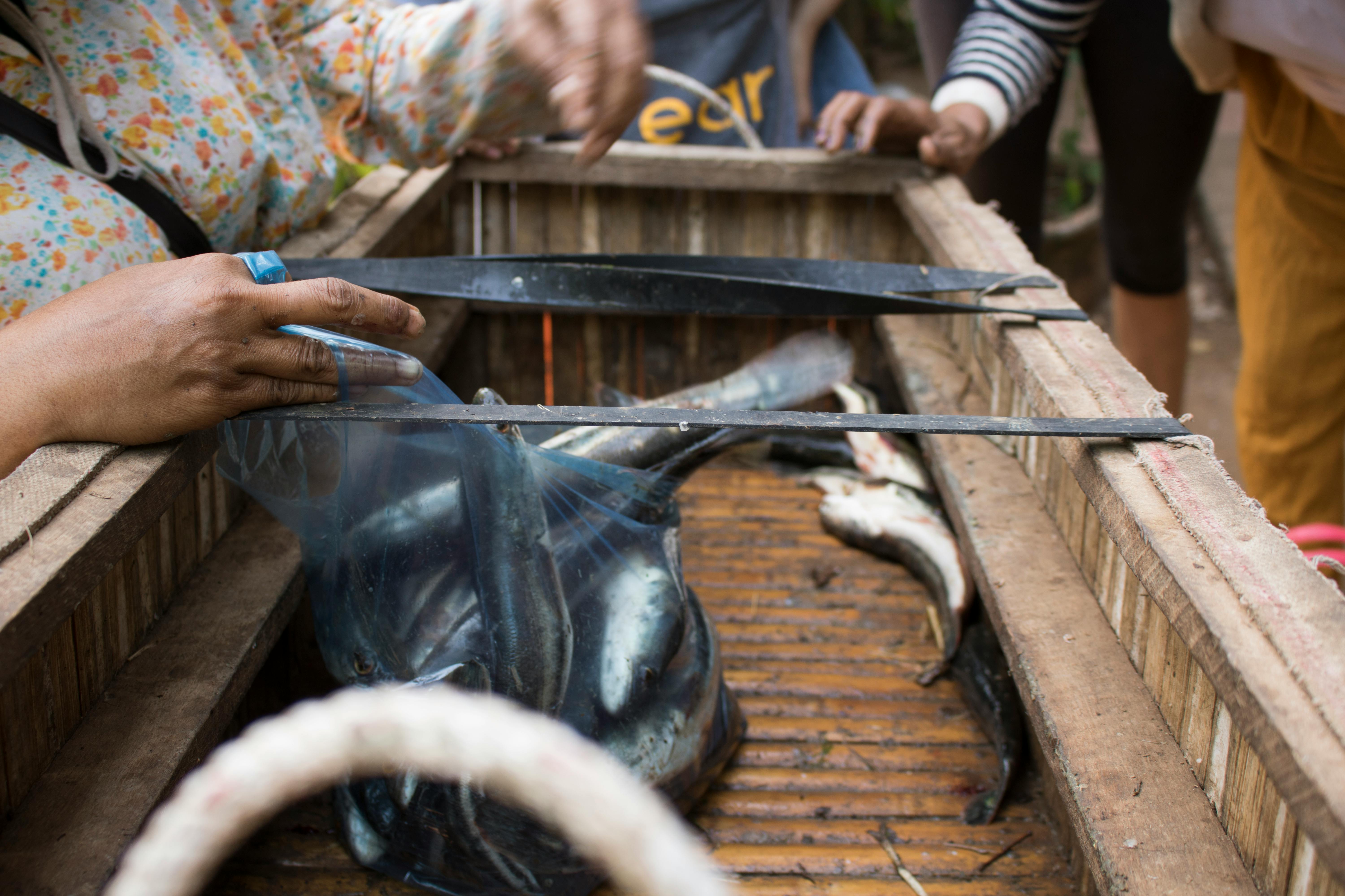 Load Cat Fish Photos, Download The BEST Free Load Cat Fish Stock Photos ...