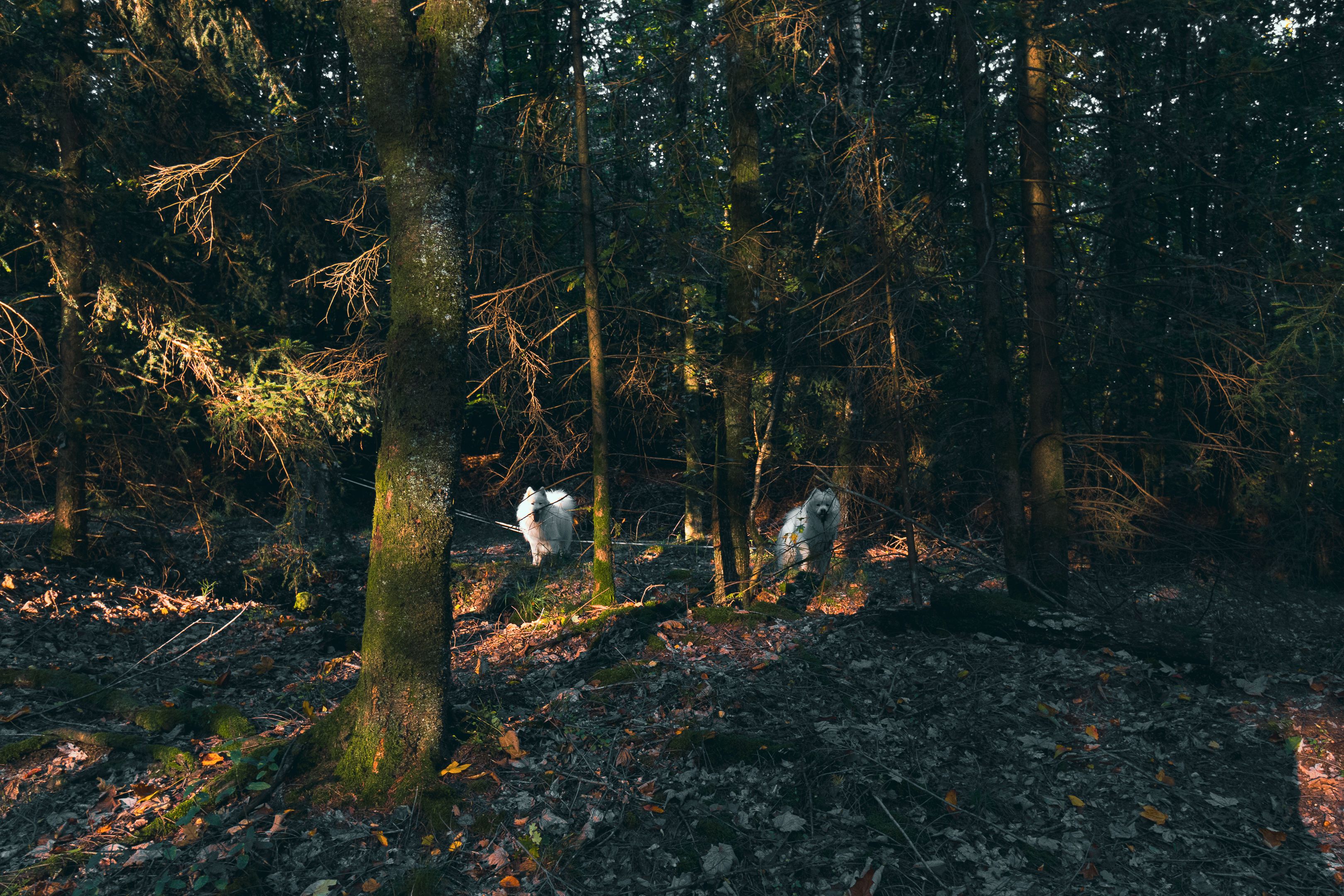 Wolves Photos, Download The BEST Free Wolves Stock Photos & HD Images
