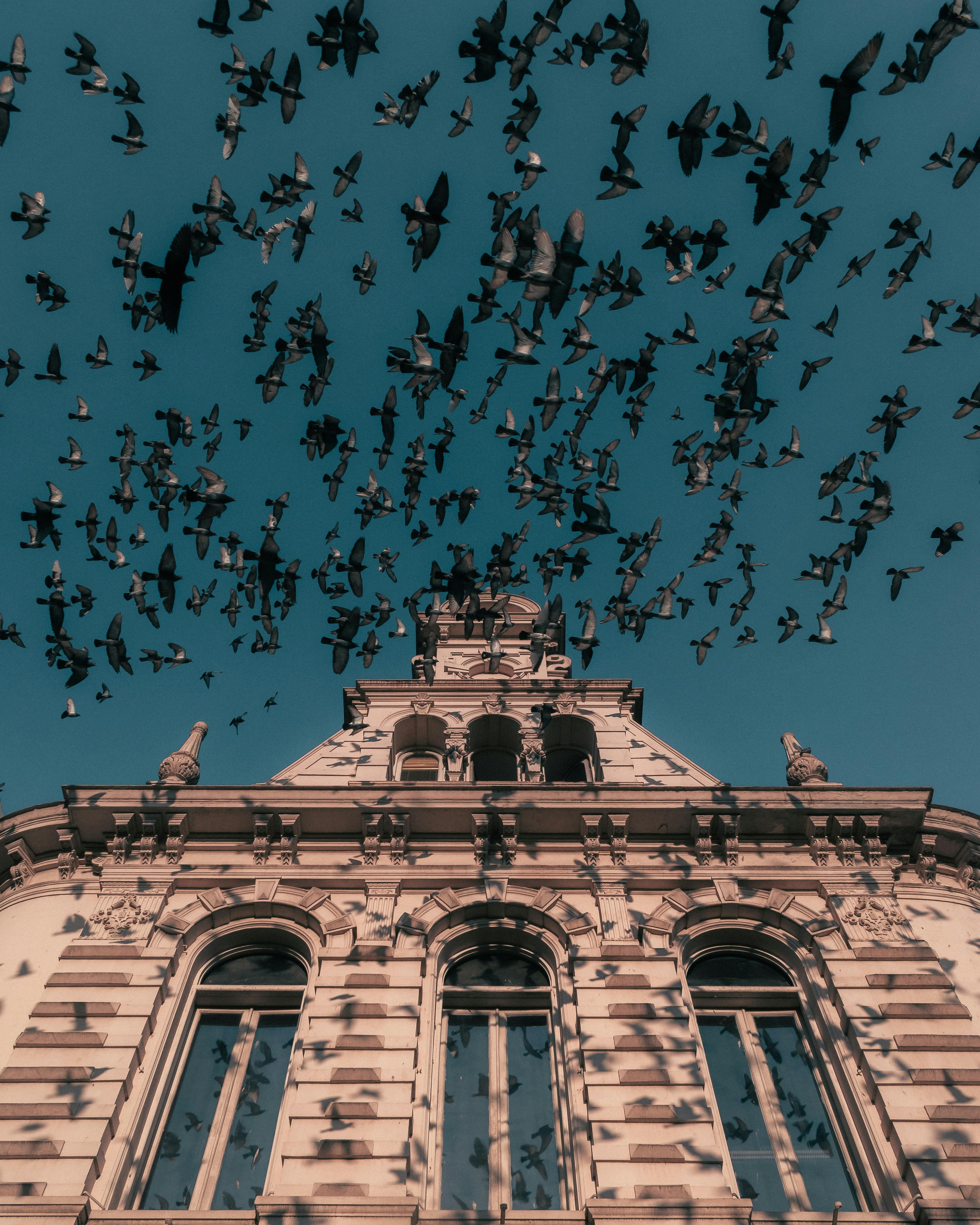 Animated Palace Photos, Download The BEST Free Animated Palace Stock ...