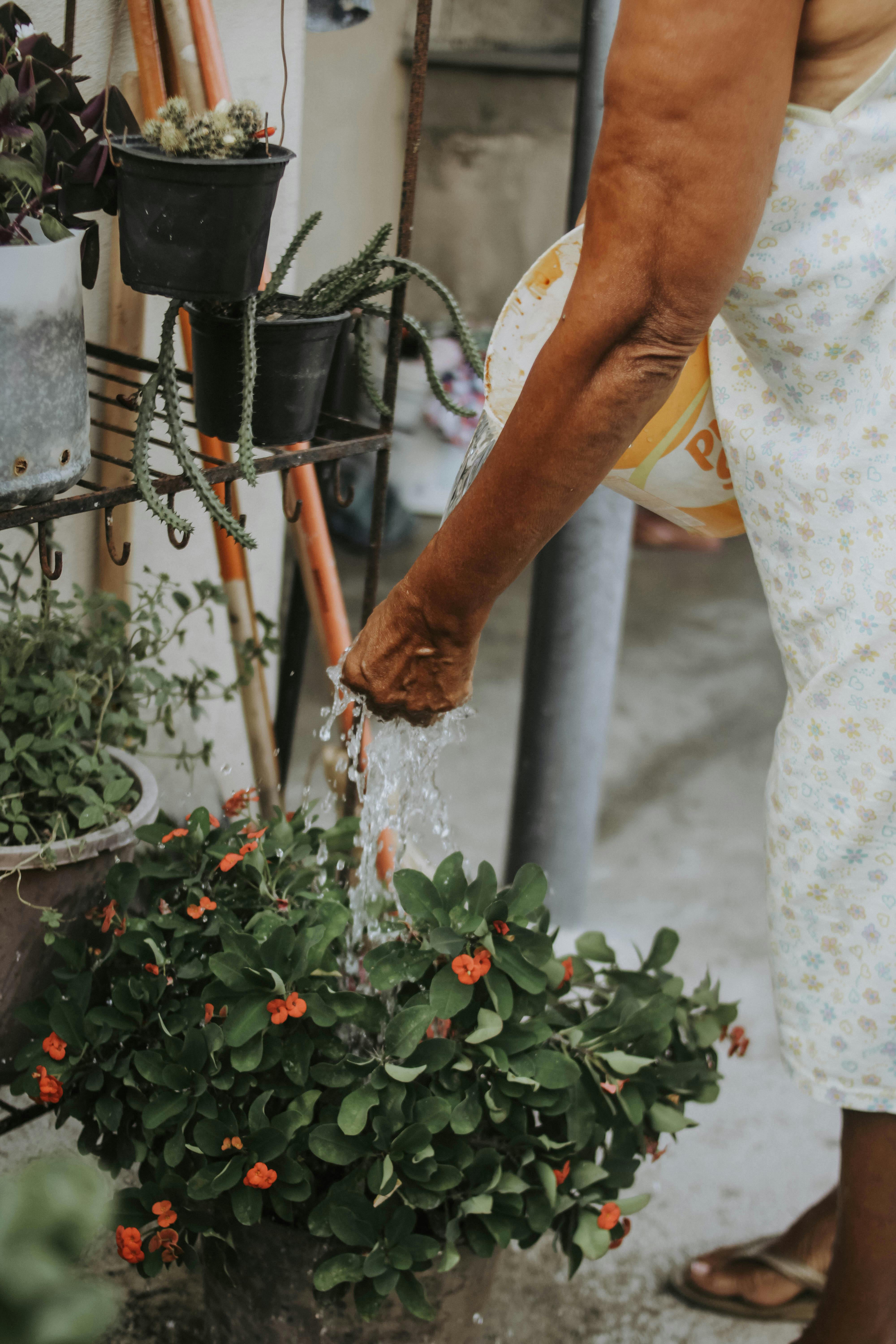 A Person Watering the Plant · Free Stock Photo