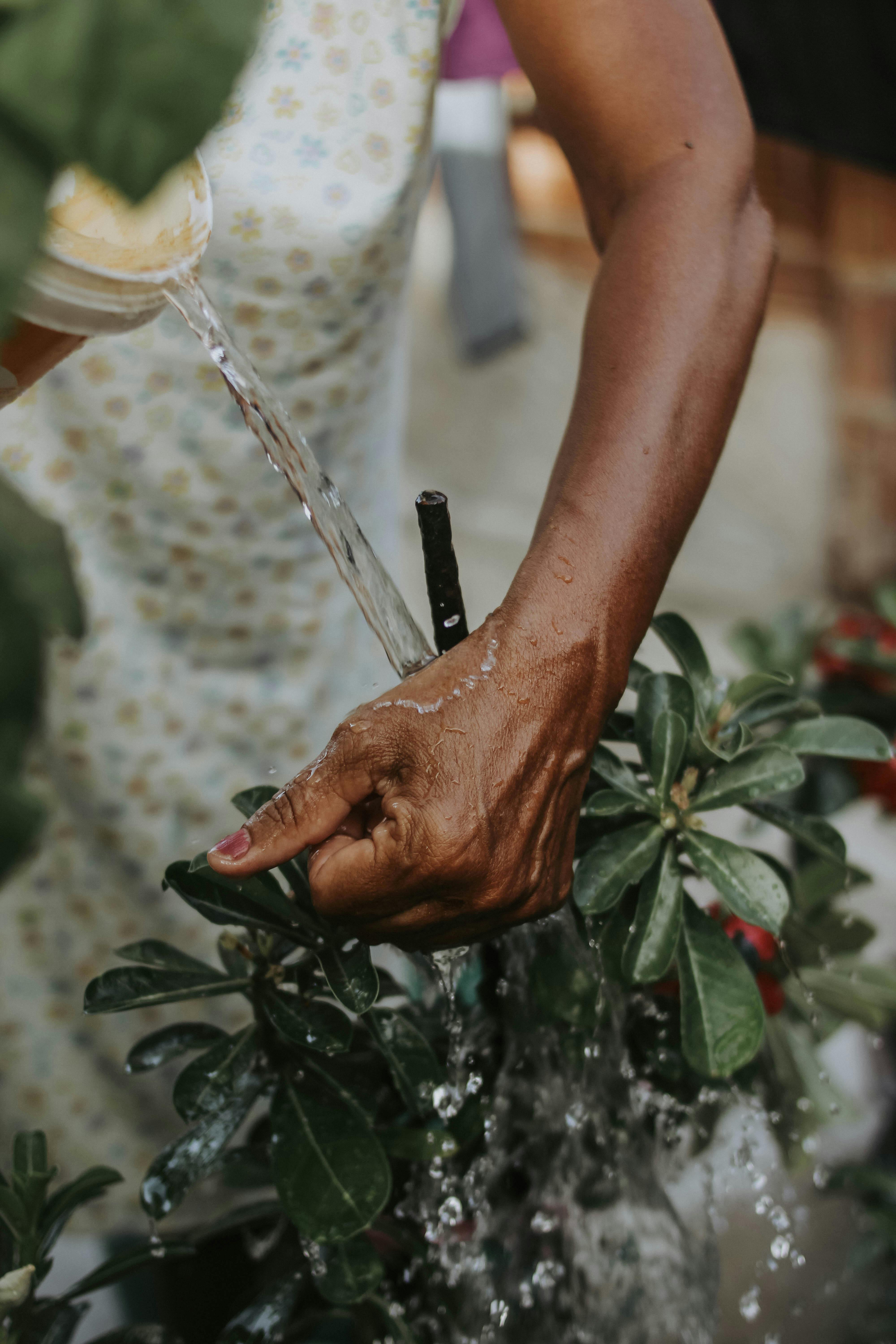 A Person Watering the Plant · Free Stock Photo