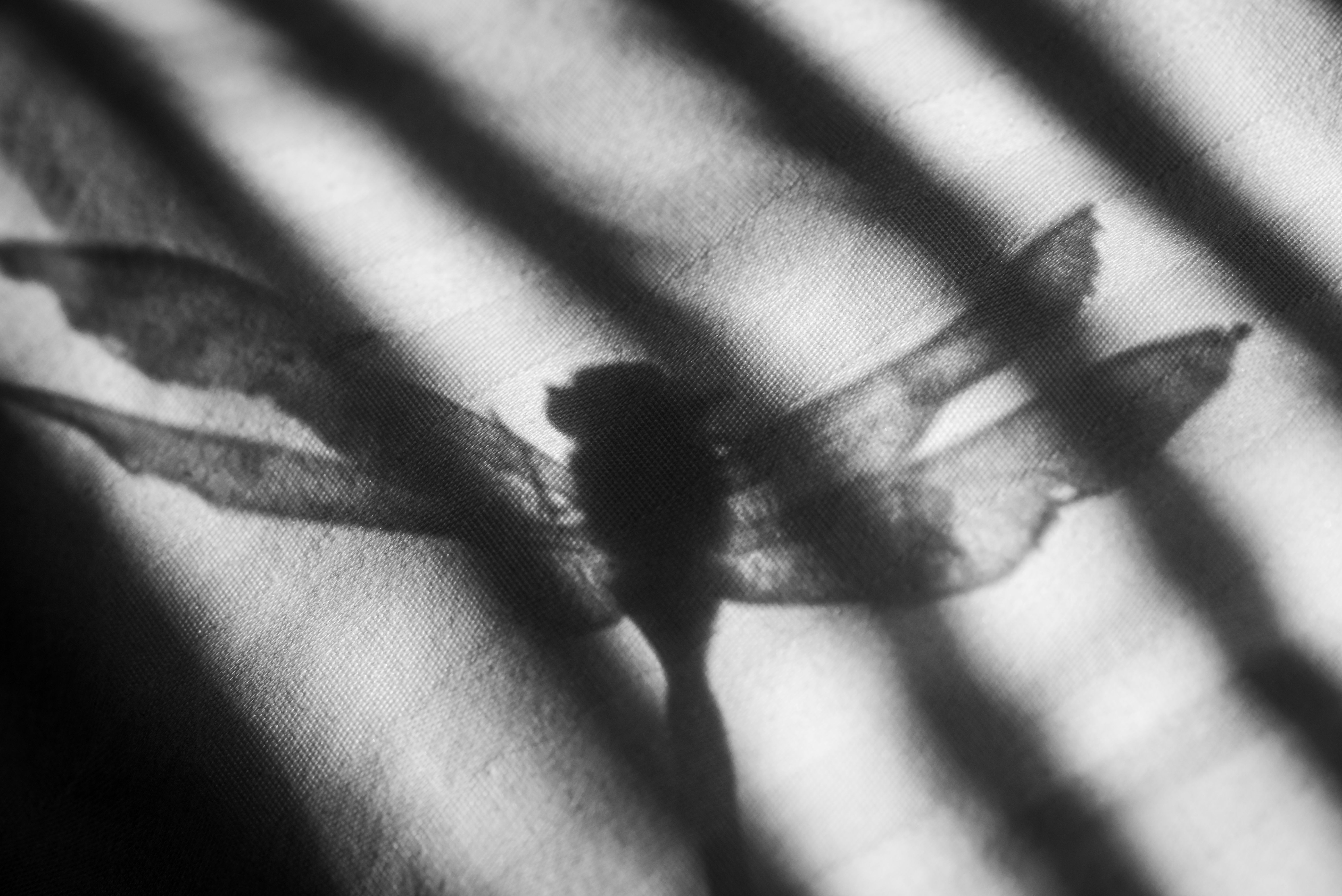Shadow of Dragonfly on White Fabric · Free Stock Photo