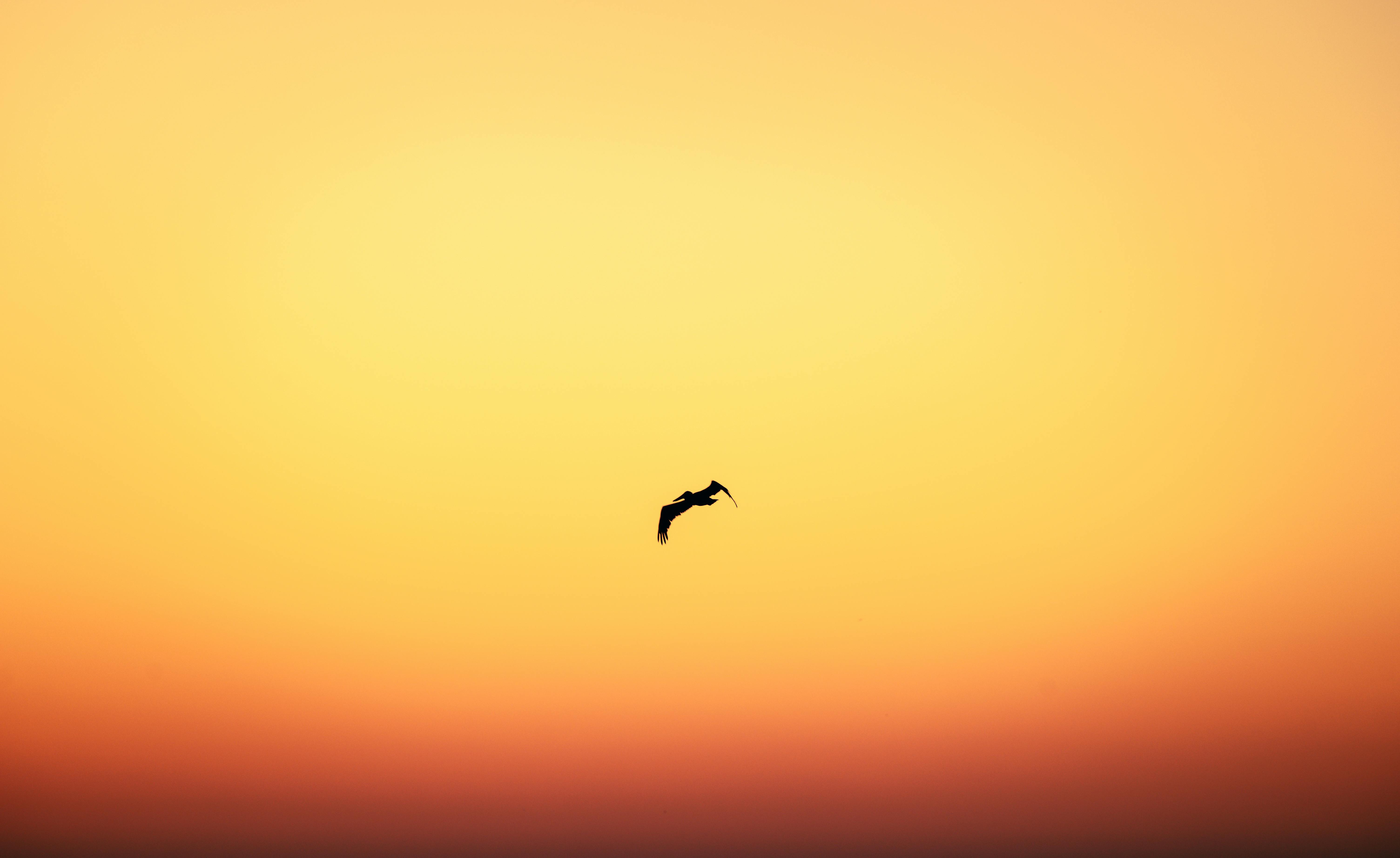Bird in the Sky · Free Stock Photo