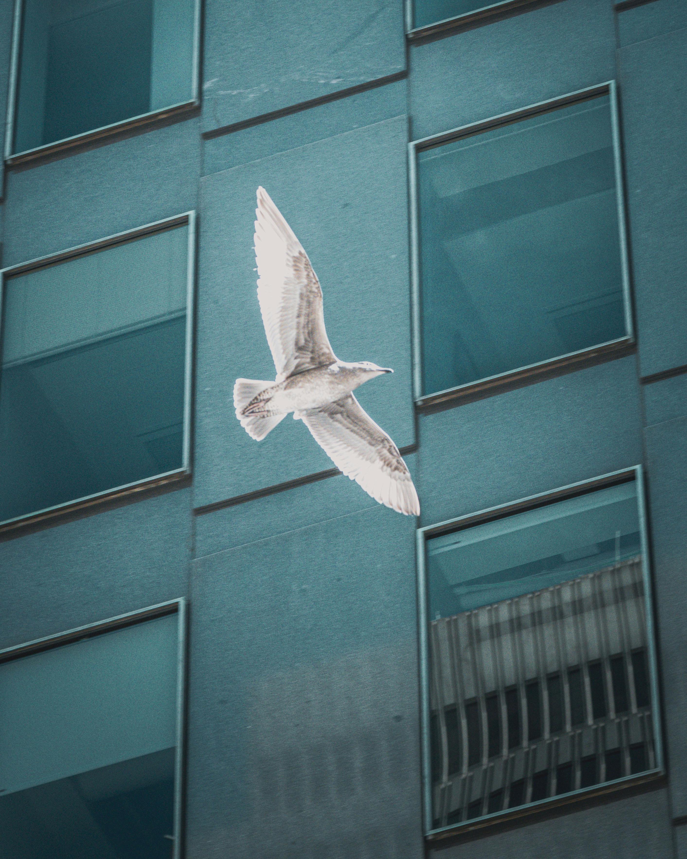 Bird Flying To Window Photos, Download The BEST Free Bird Flying To ...