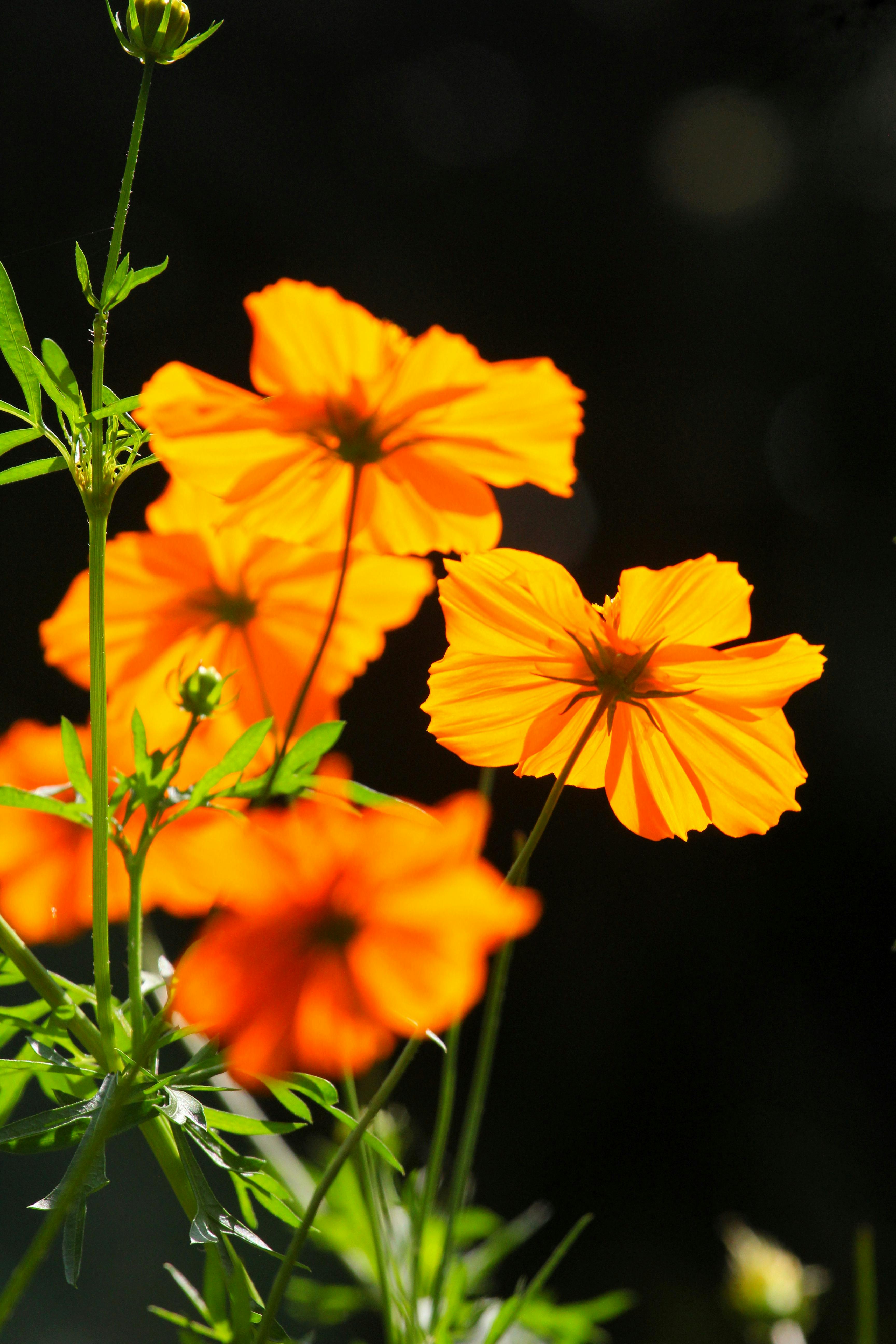 Yellow Flowers with Green Leaves · Free Stock Photo