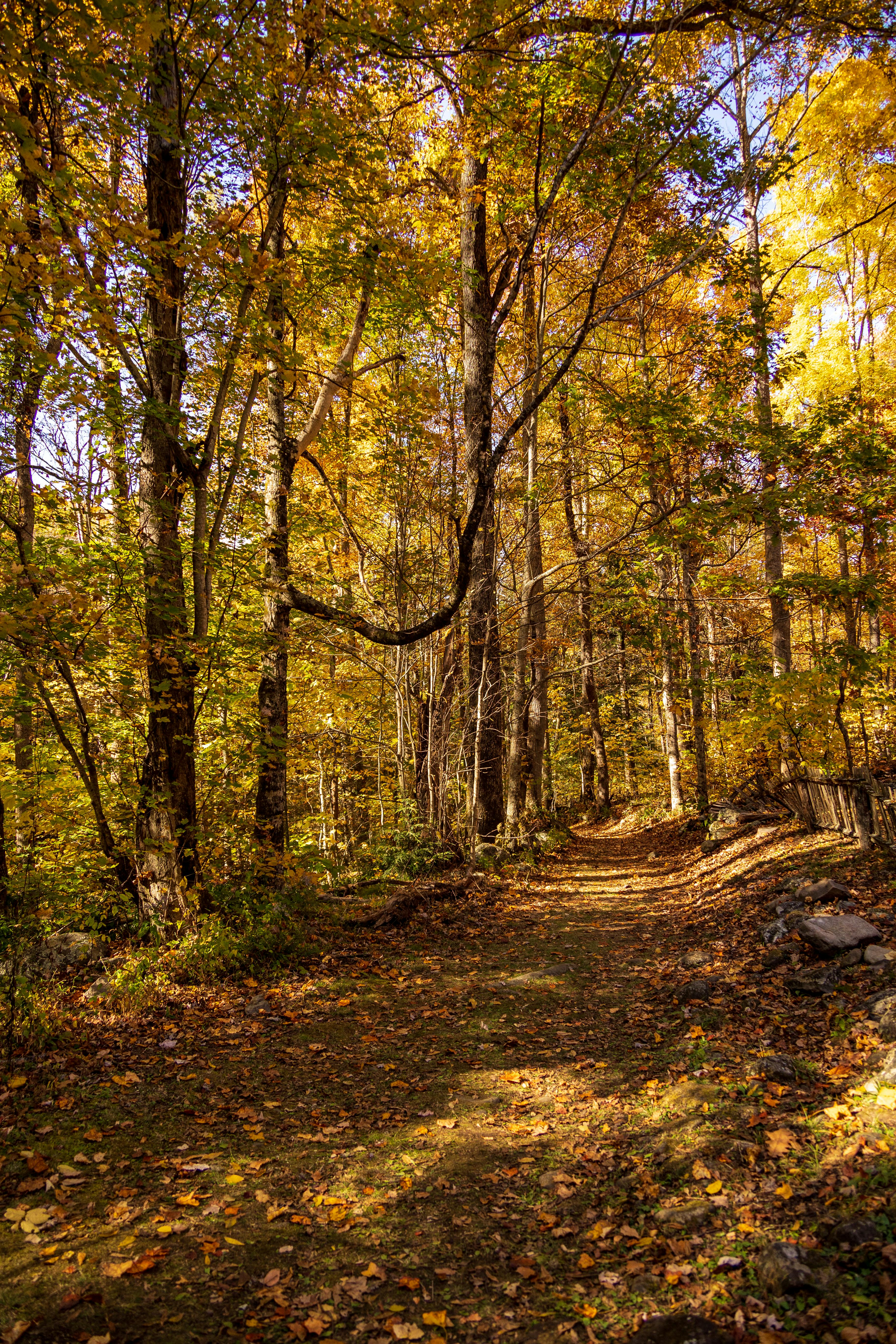 Path in a Forest in Fall · Free Stock Photo