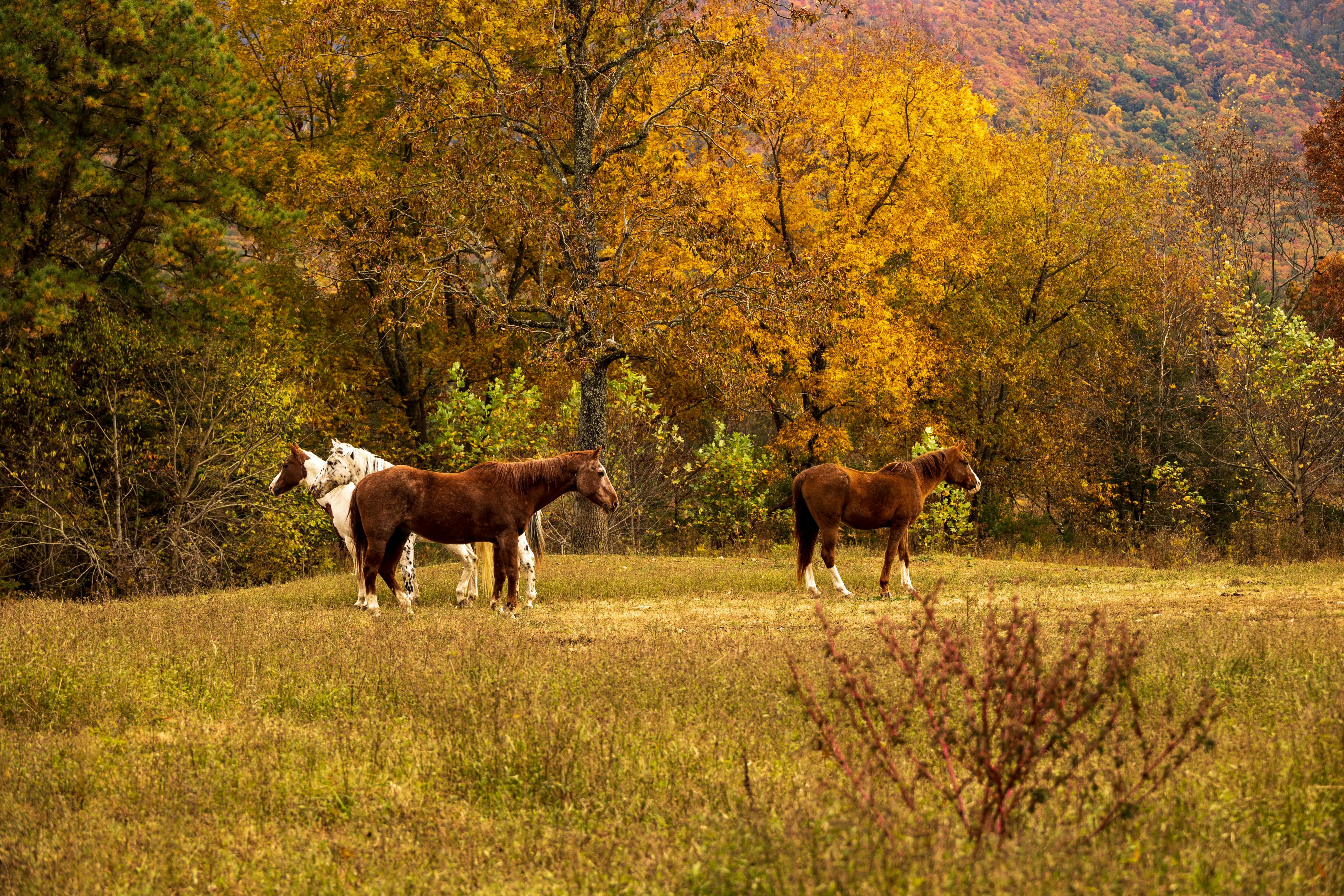 Horses on Green Grass Field · Free Stock Photo
