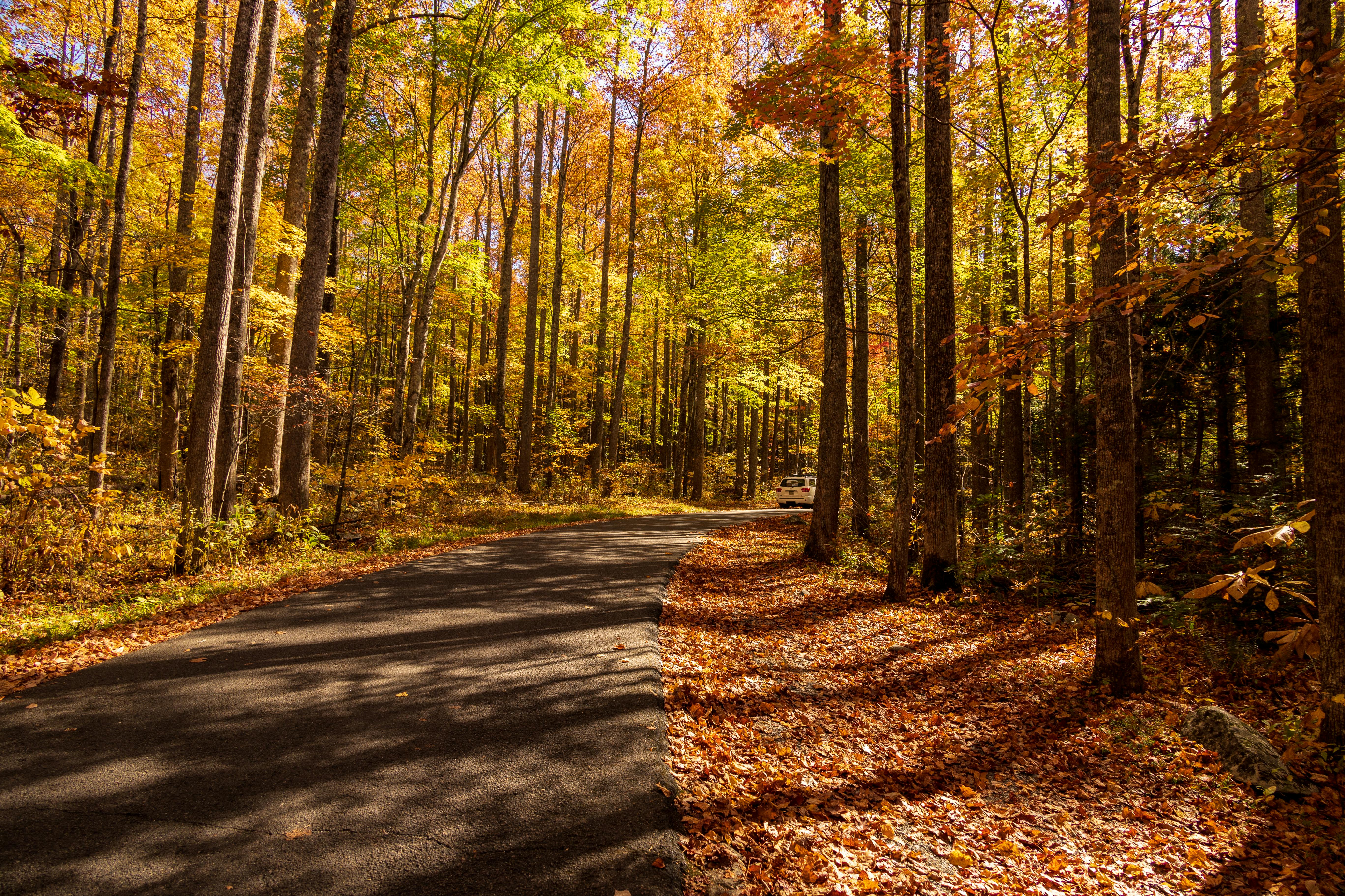 Golden Path Photos, Download The BEST Free Golden Path Stock Photos ...