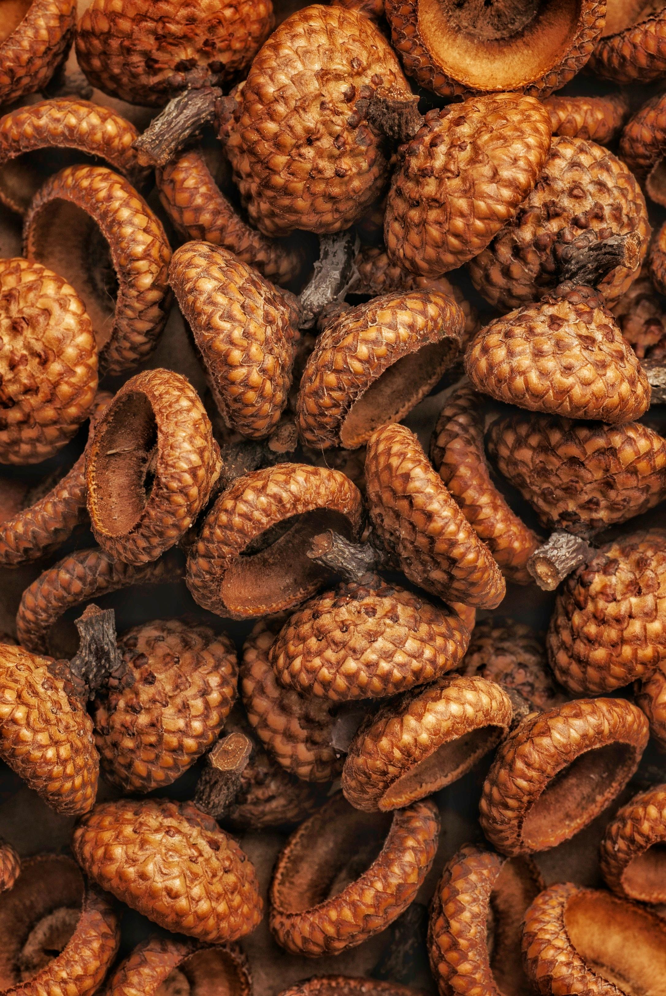 Dried Acorns Photos, Download The BEST Free Dried Acorns Stock Photos ...