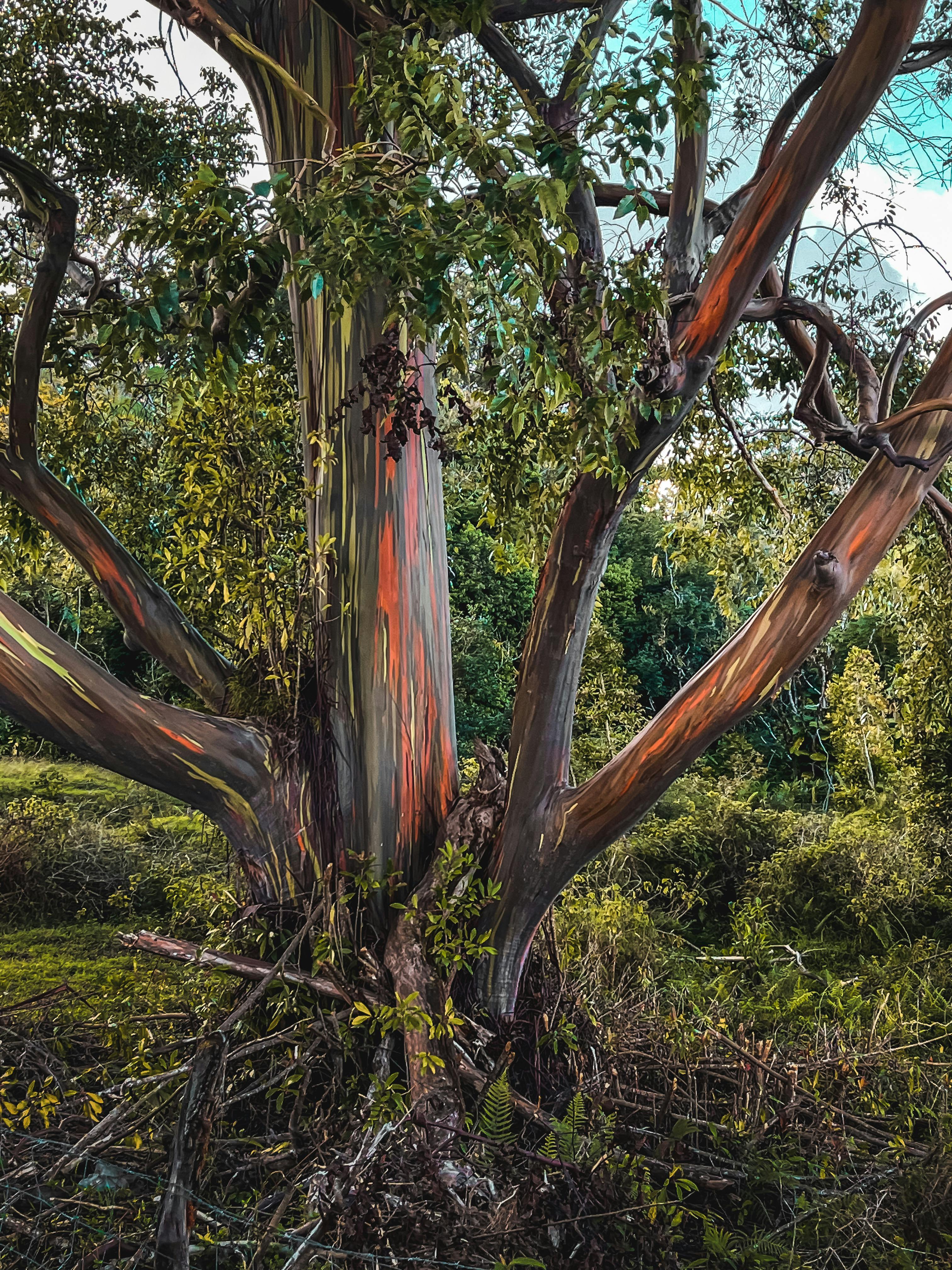 Green Tree in Close Up Shot · Free Stock Photo