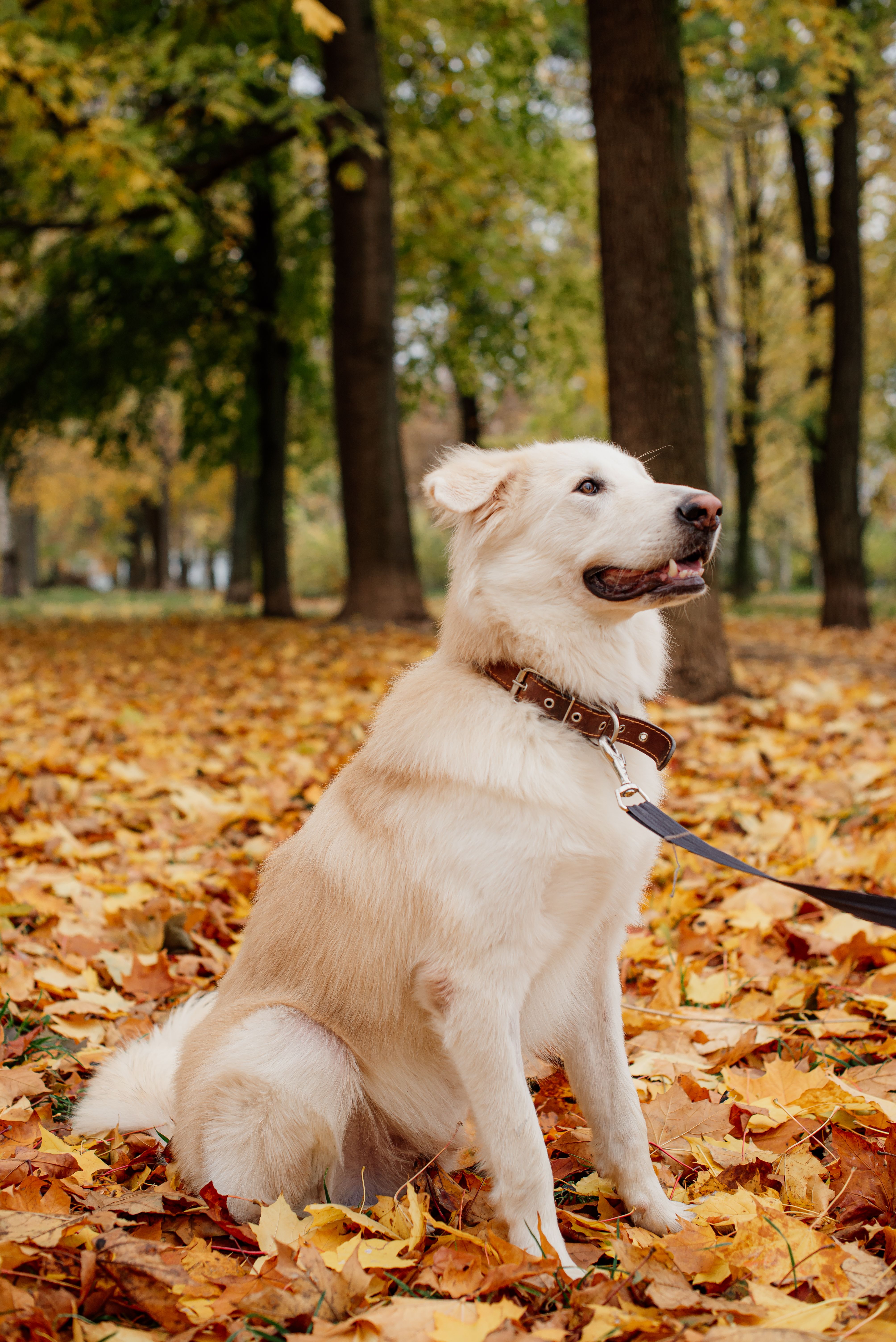 Close-Up Shot of a White Dog Sitting on Fallen Leaves · Free Stock Photo