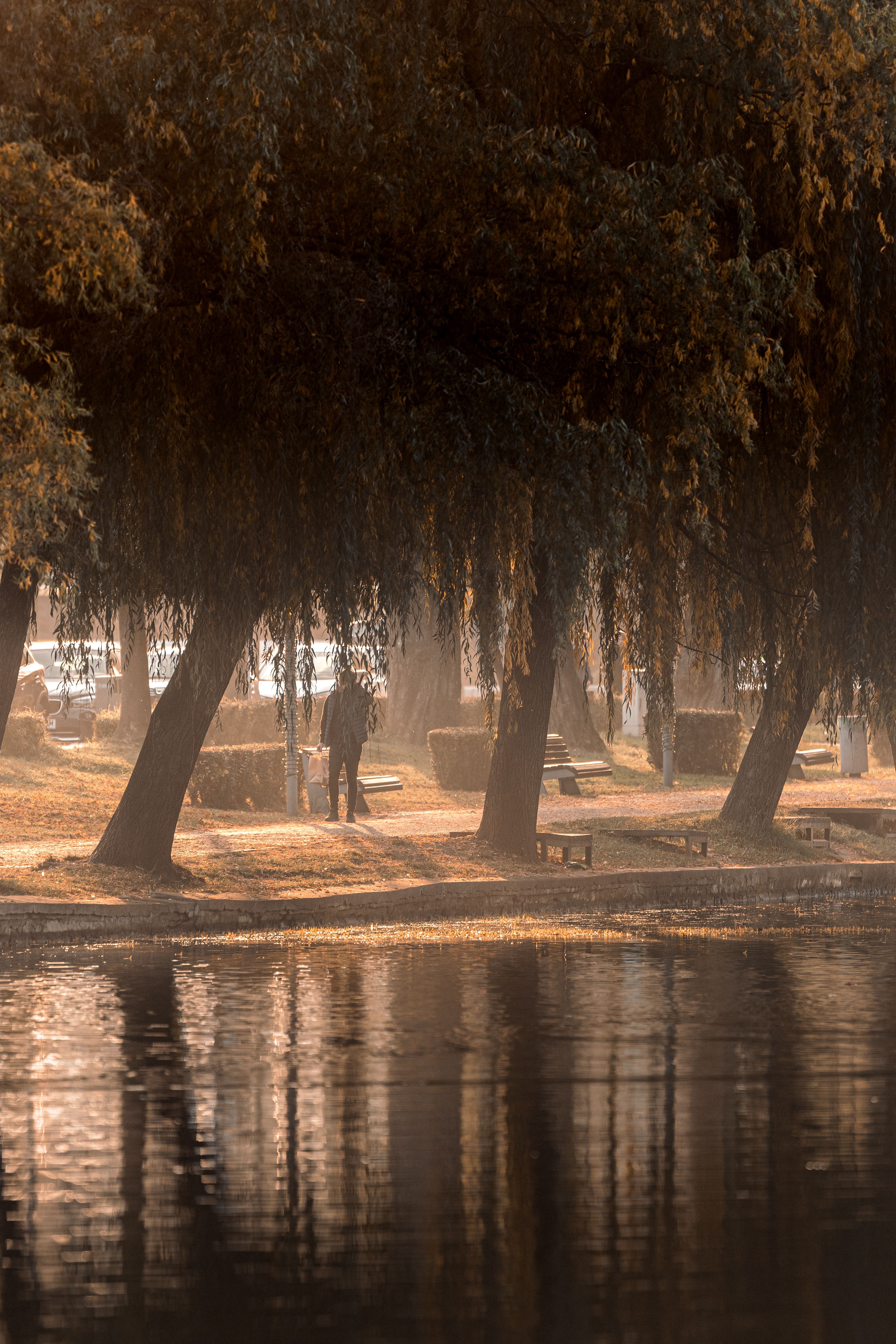 A Person Walking Beside Green Trees · Free Stock Photo