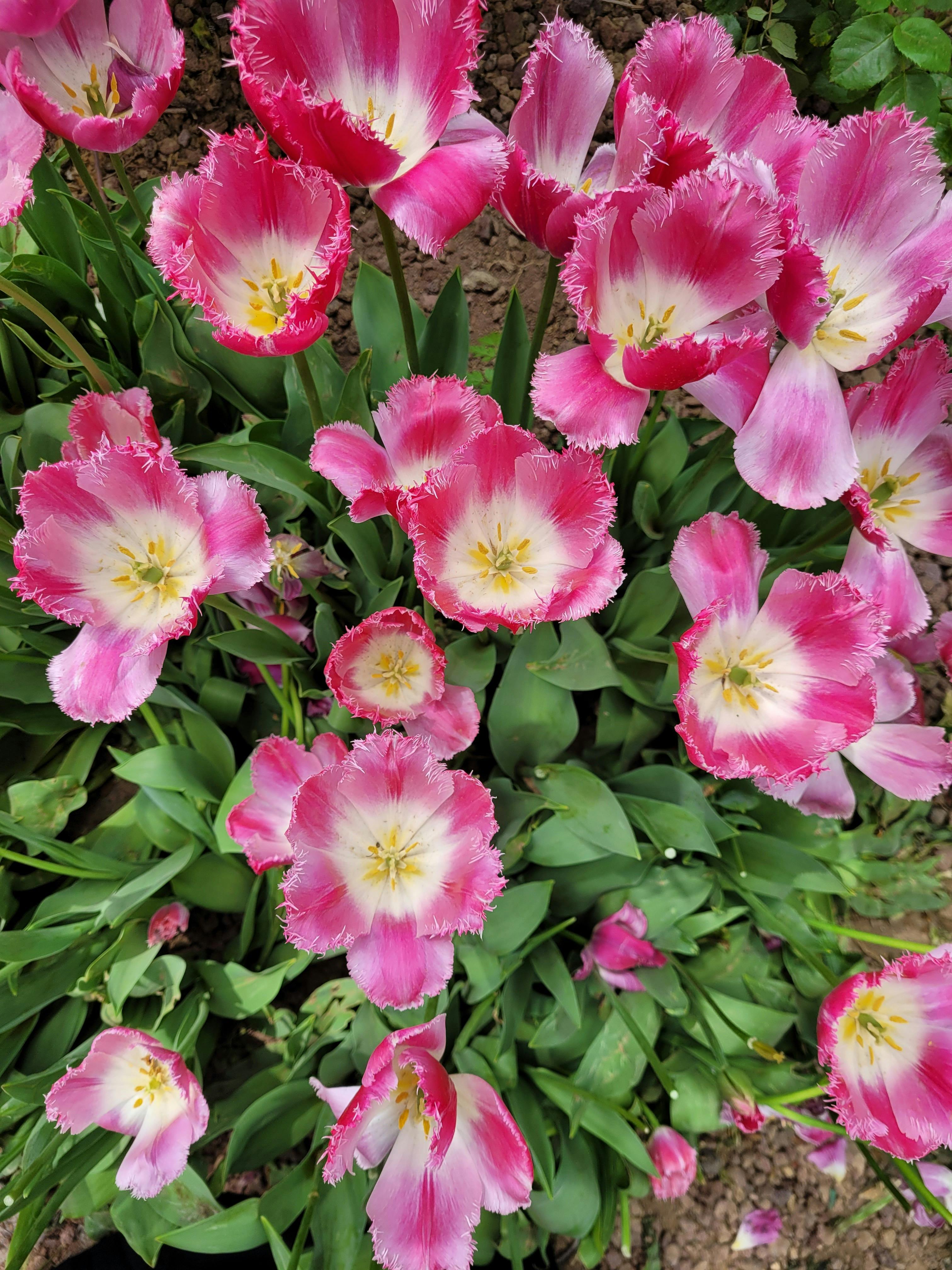 Pink Fringed Tulips in Bloom · Free Stock Photo