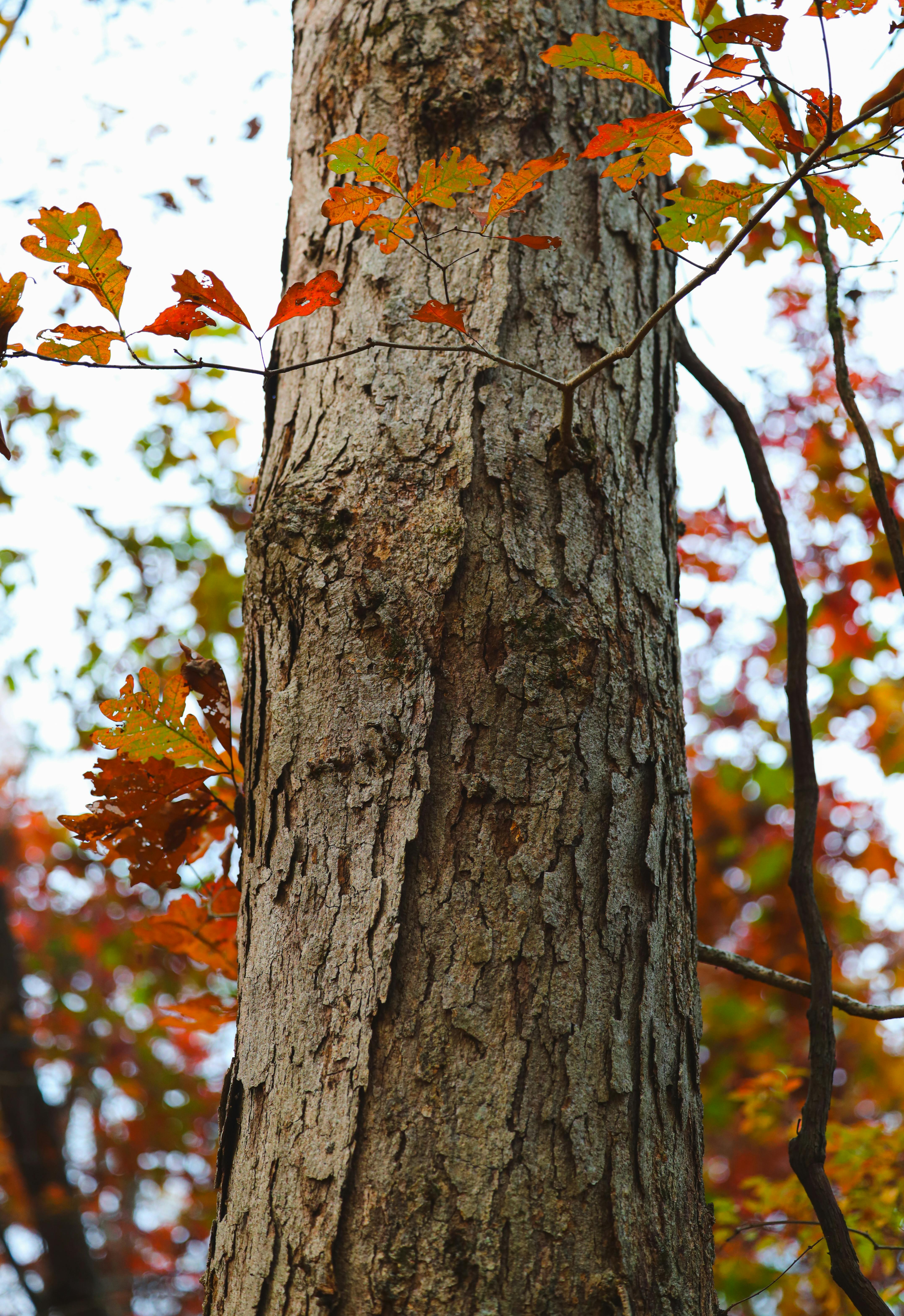 Brown Tree Trunk in Close-up Photography · Free Stock Photo