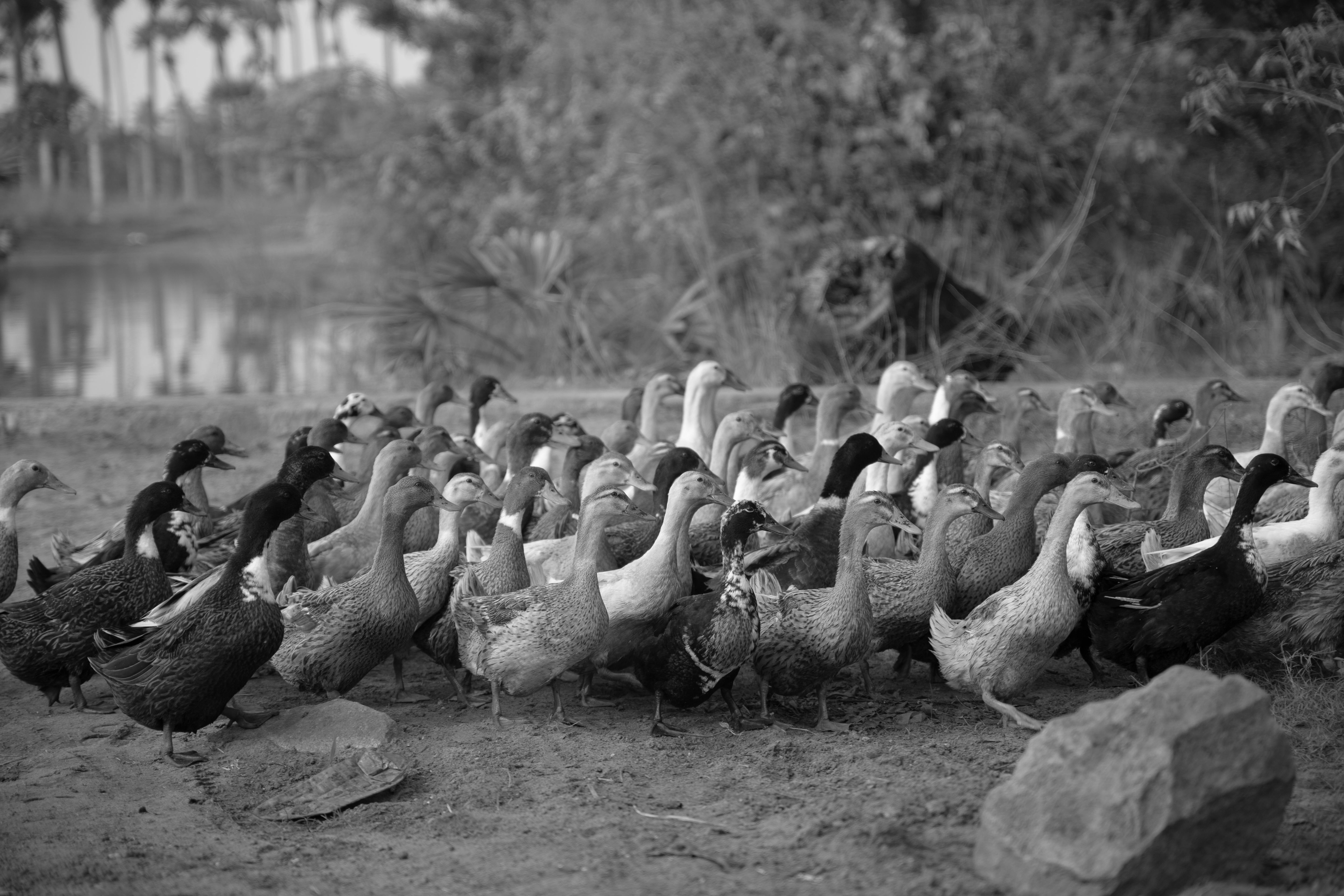 Black Goose Bistro Photos, Download The BEST Free Black Goose Bistro ...