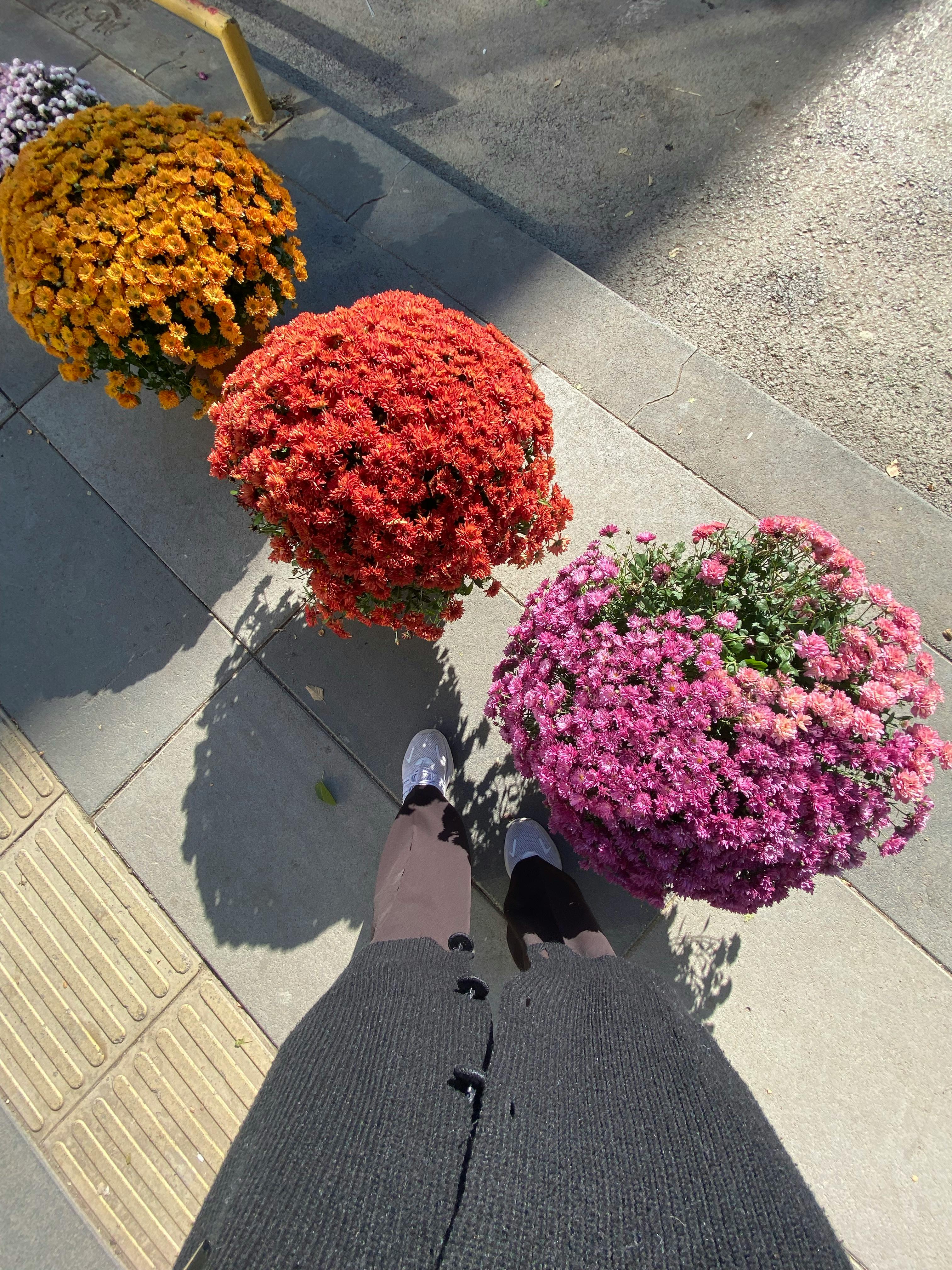 Flowers on the Street · Free Stock Photo