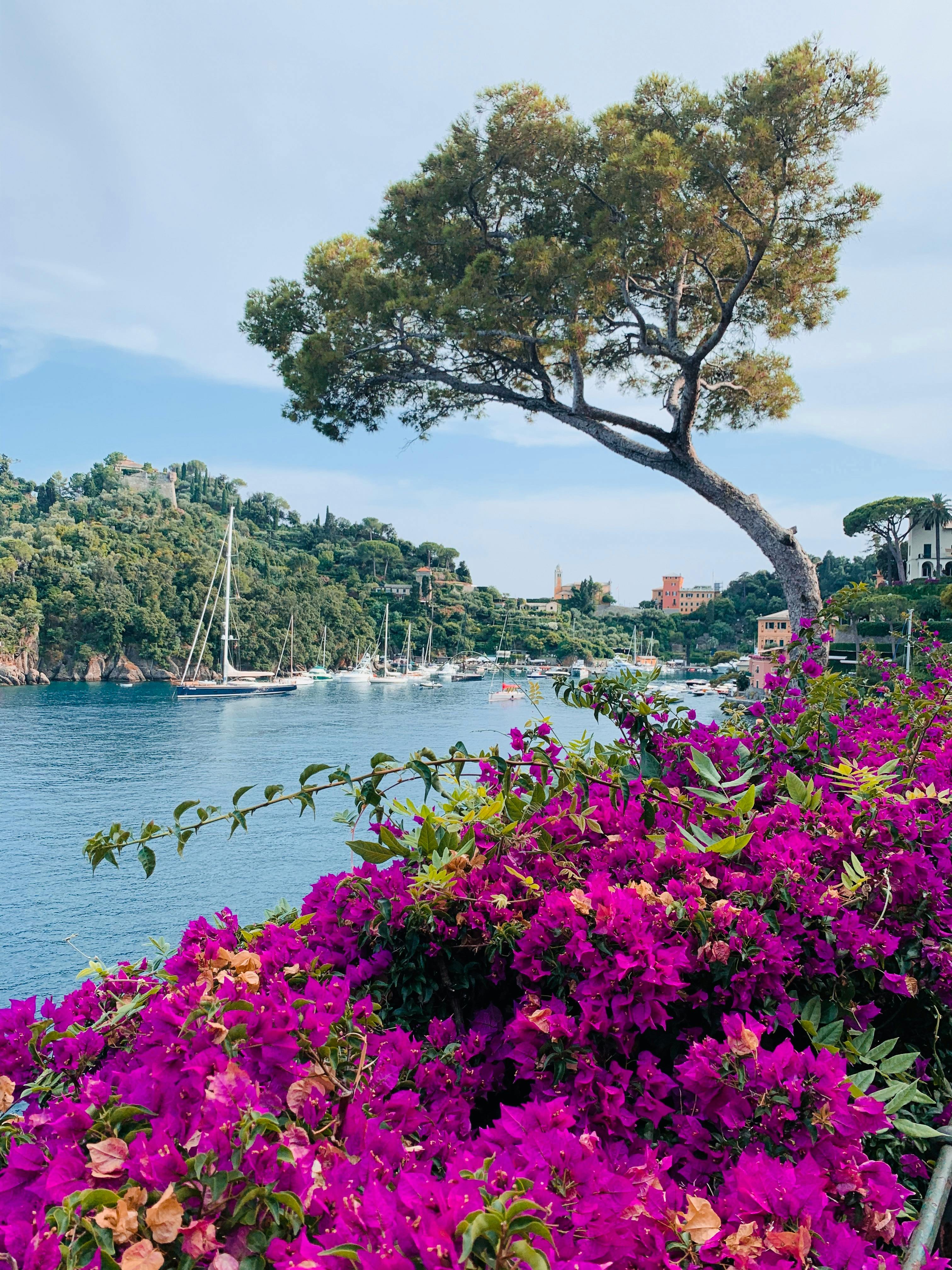 Pink Italy Photos, Download The BEST Free Pink Italy Stock Photos & HD ...