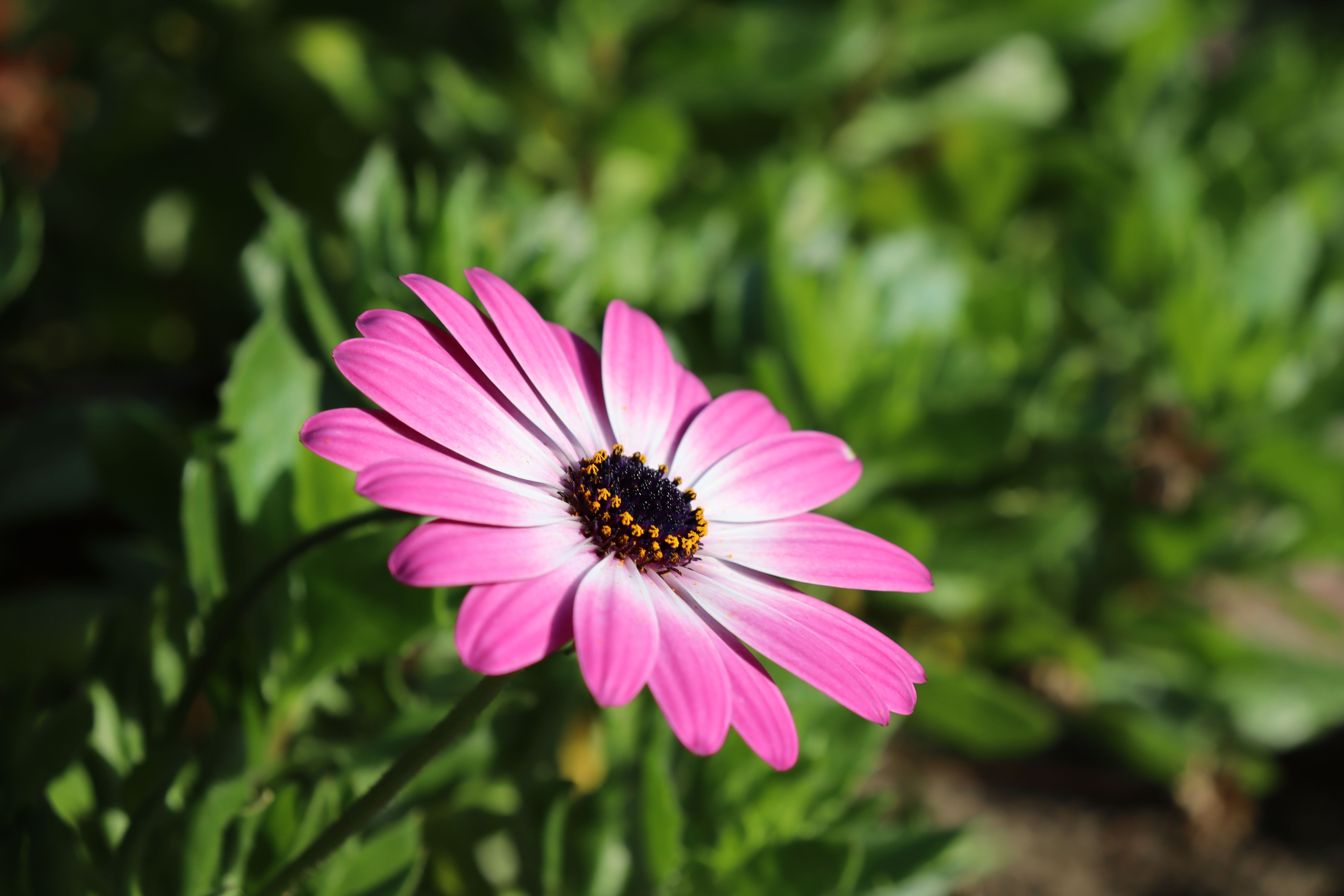 Cape Marguerite Flower in a Meadow · Free Stock Photo