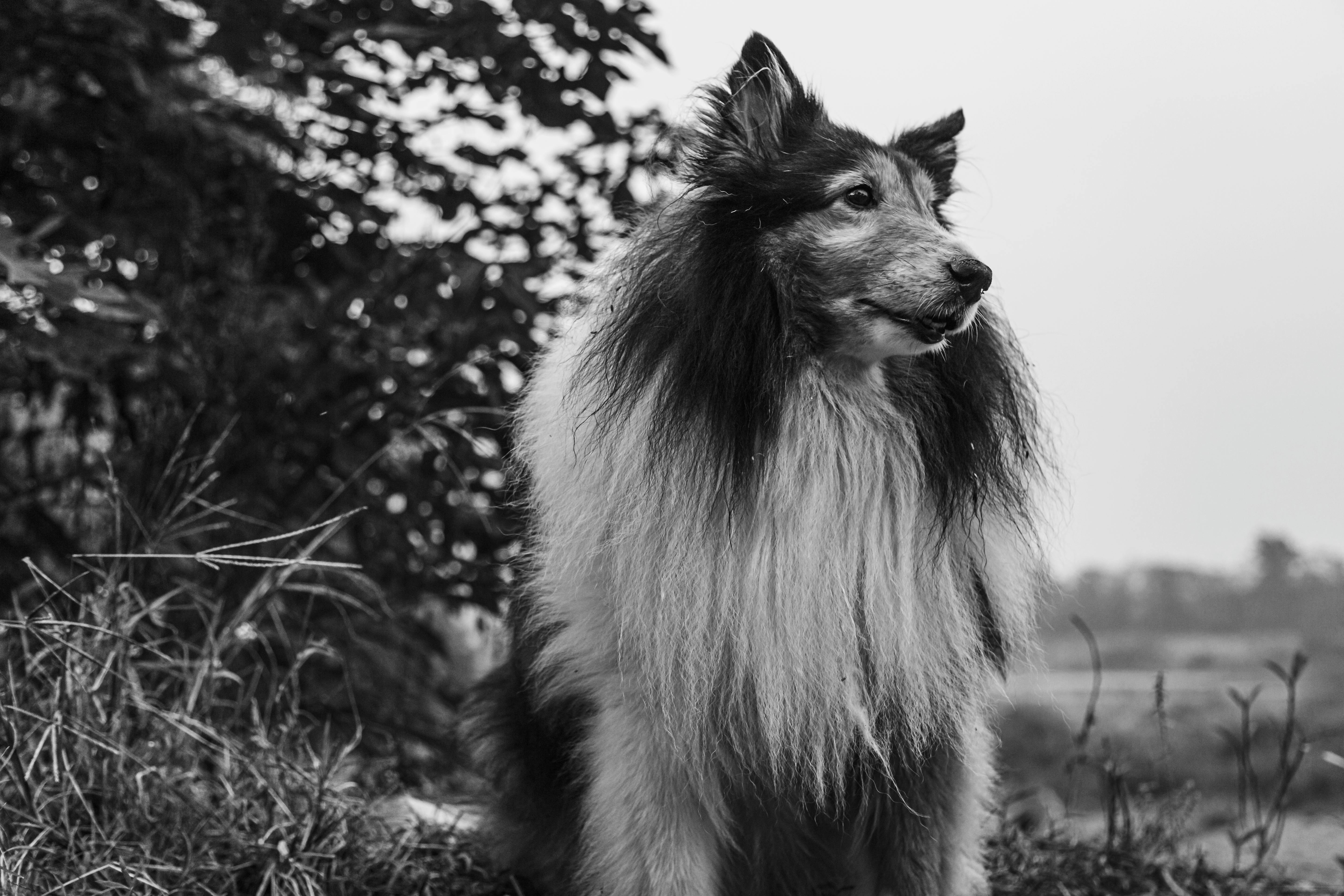 China Animism Photos, Download Free China Animism Stock Photos & HD Images