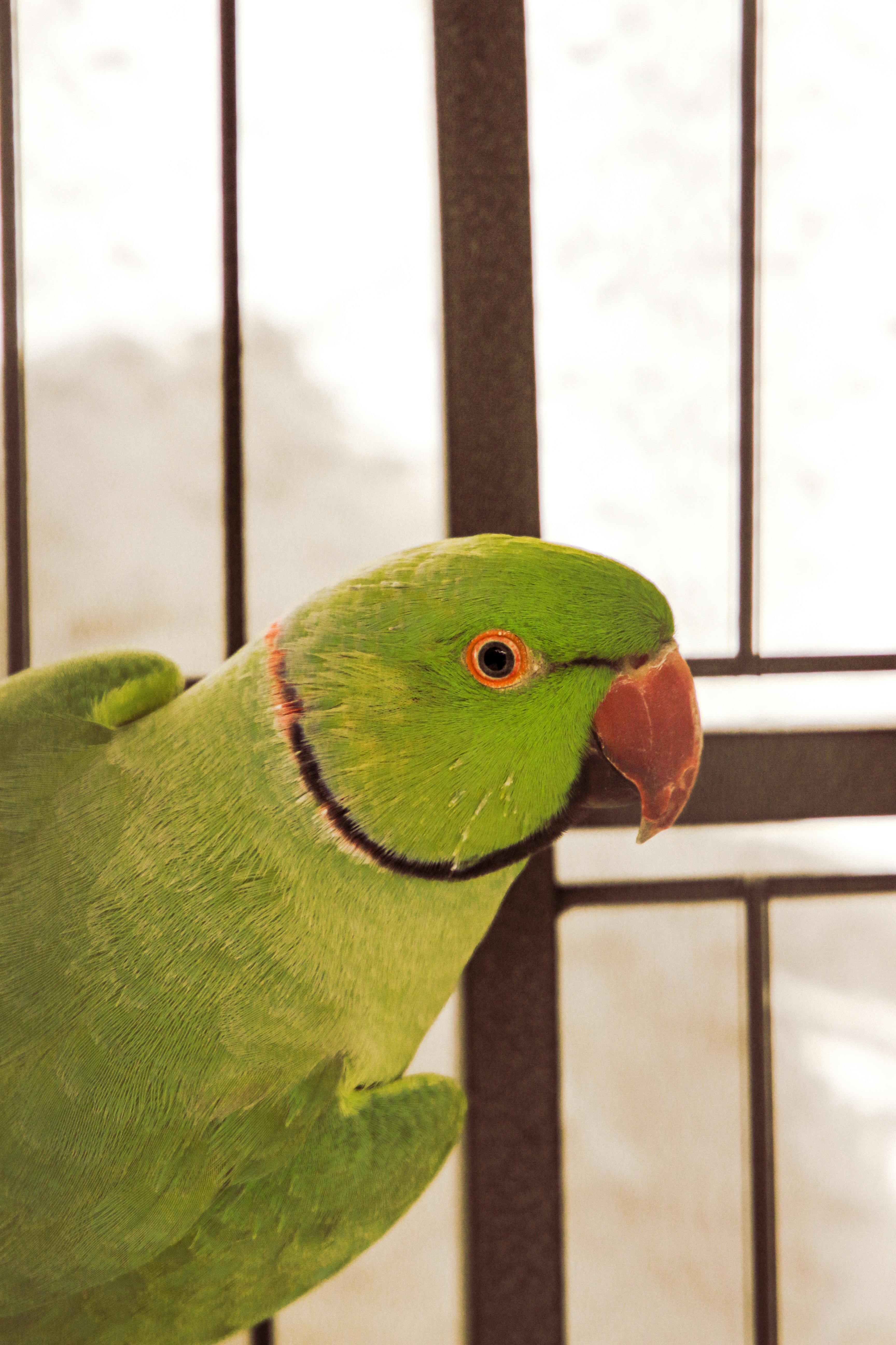 Close-Up Shot of a Parakeet · Free Stock Photo