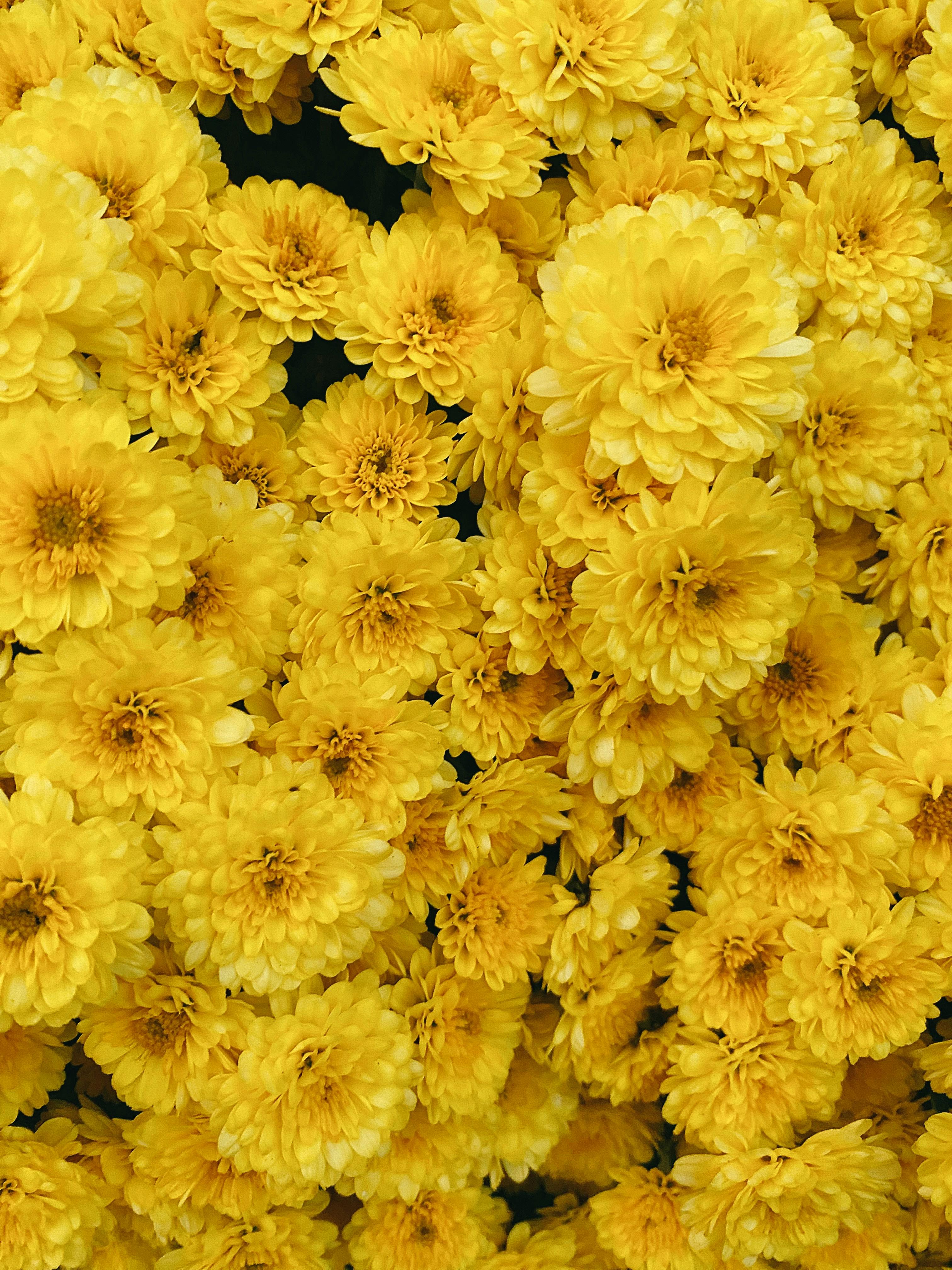 Close Up of Yellow Flowers · Free Stock Photo