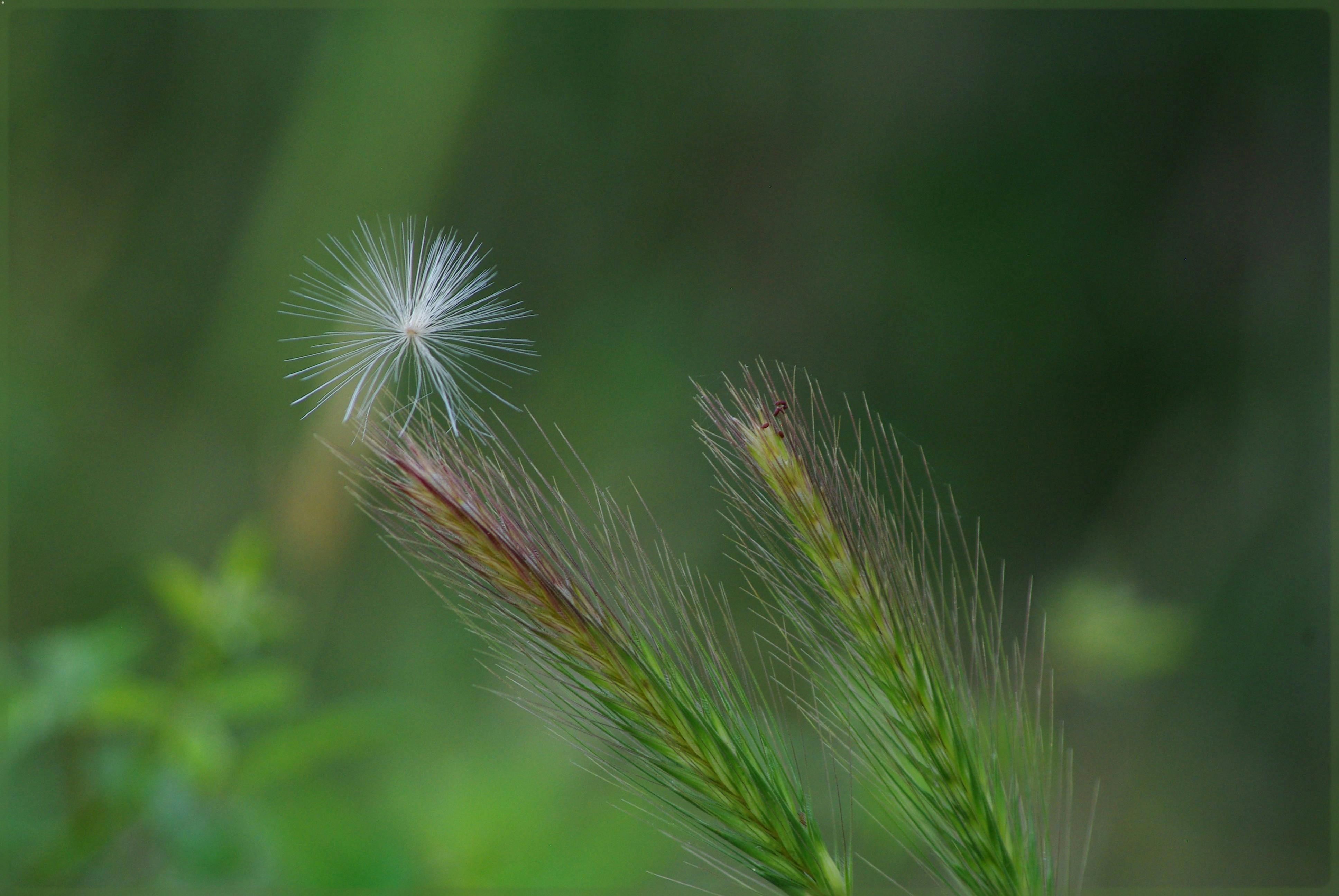 Dandelion Video Background Photos, Download Free Dandelion Video ...