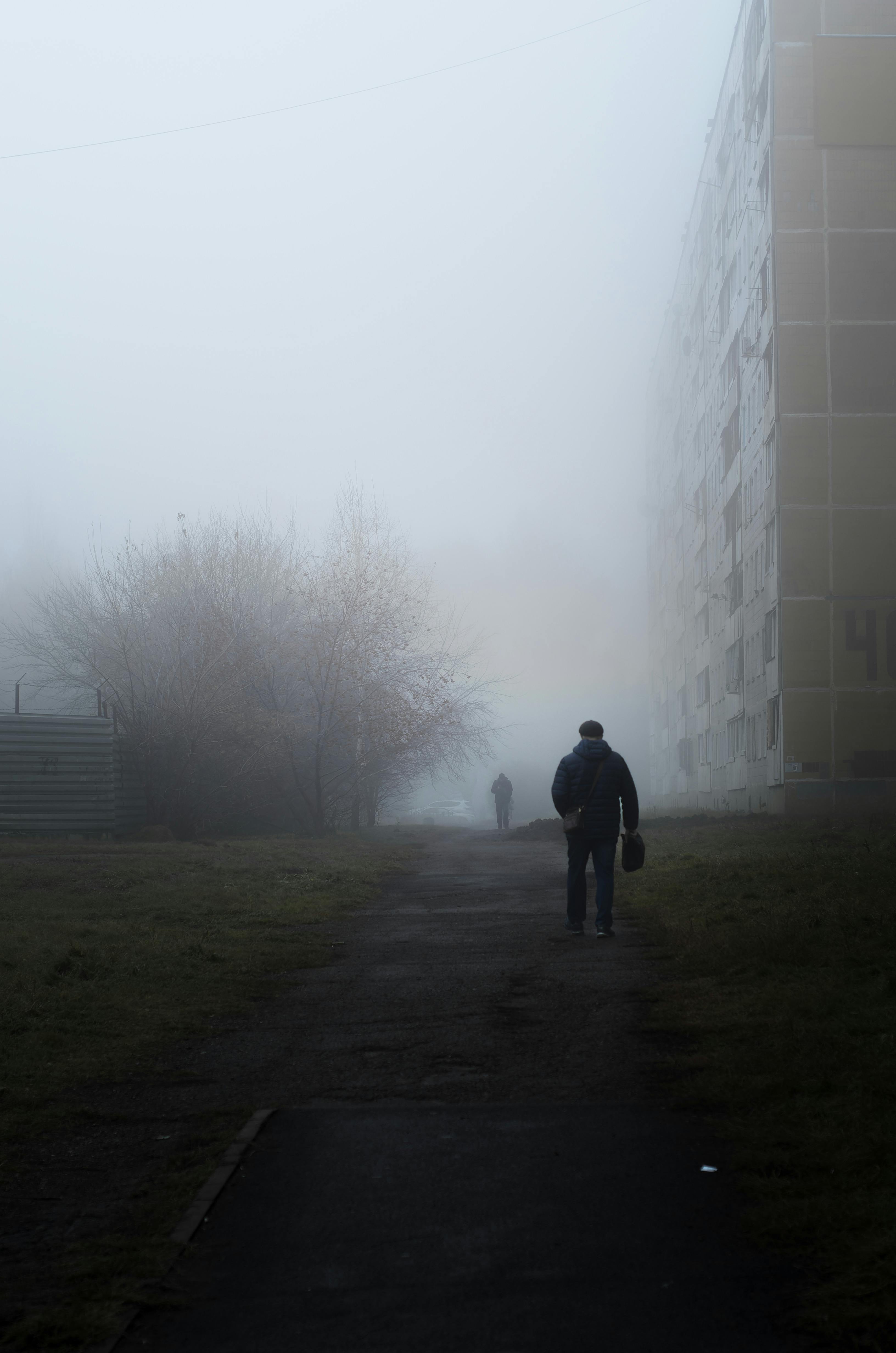 Fog over Trees · Free Stock Photo