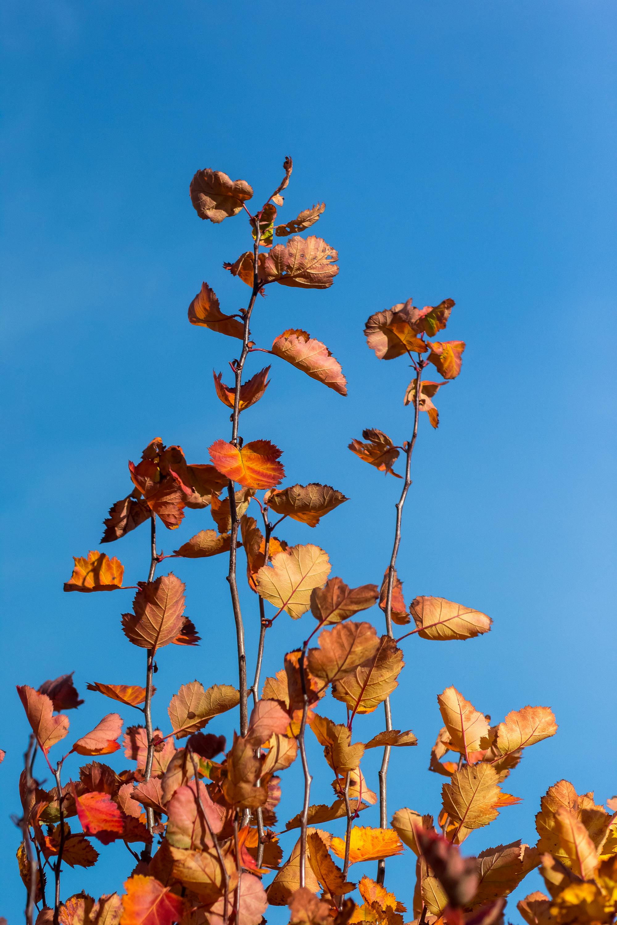 Photo of Stack of Autumn Leaves · Free Stock Photo