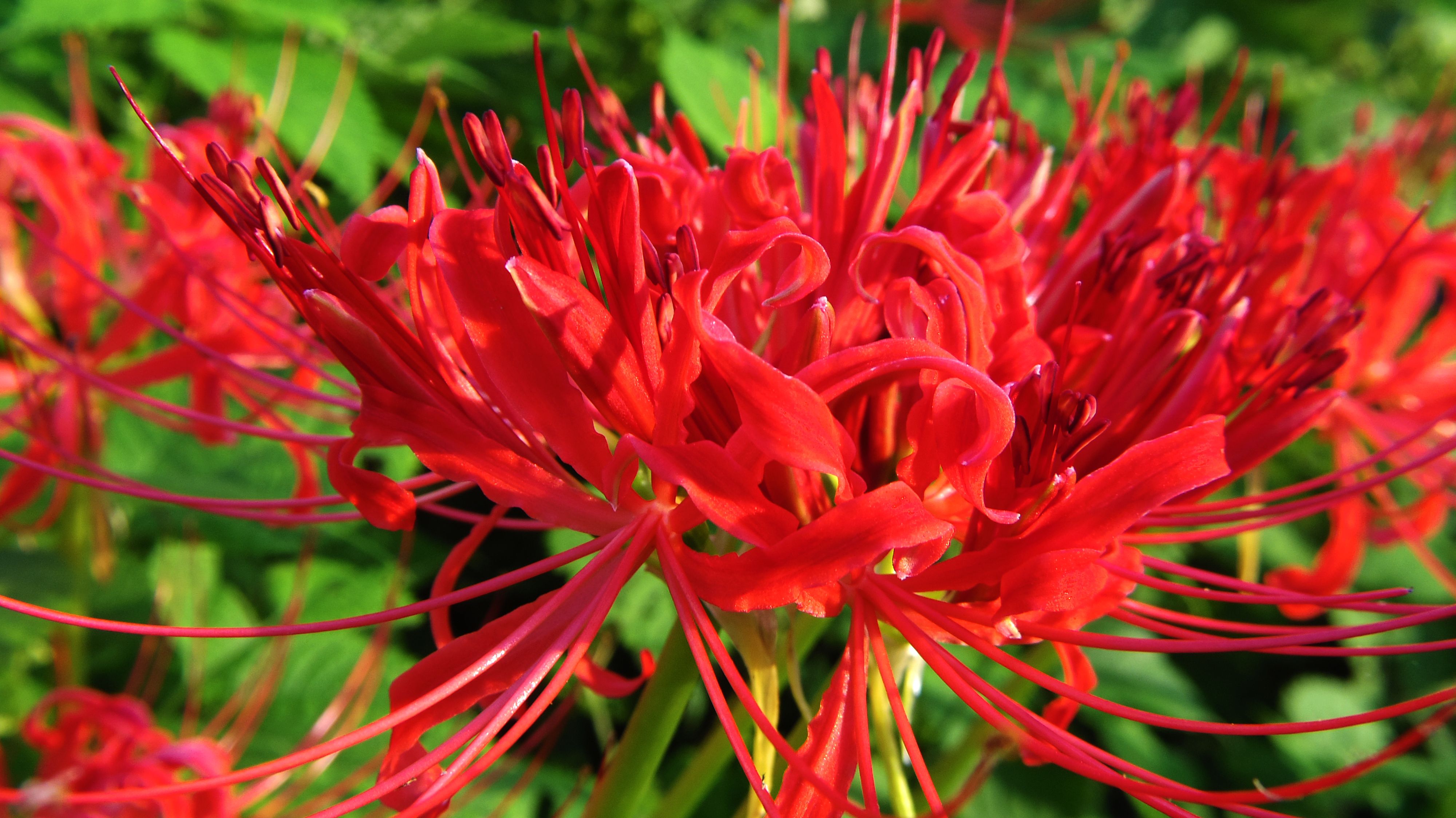Foto de stock gratuita sobre flores, lycoris radiata