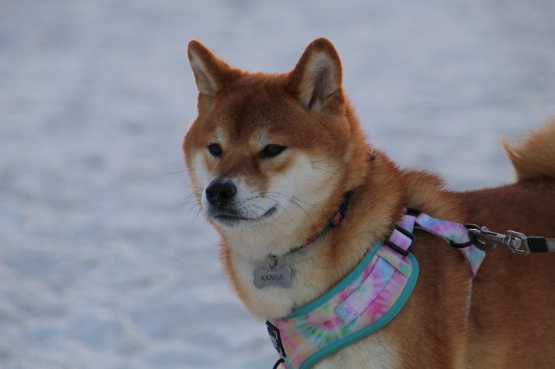 Full Grown White Shiba Inu: A Comprehensive Breed Guide