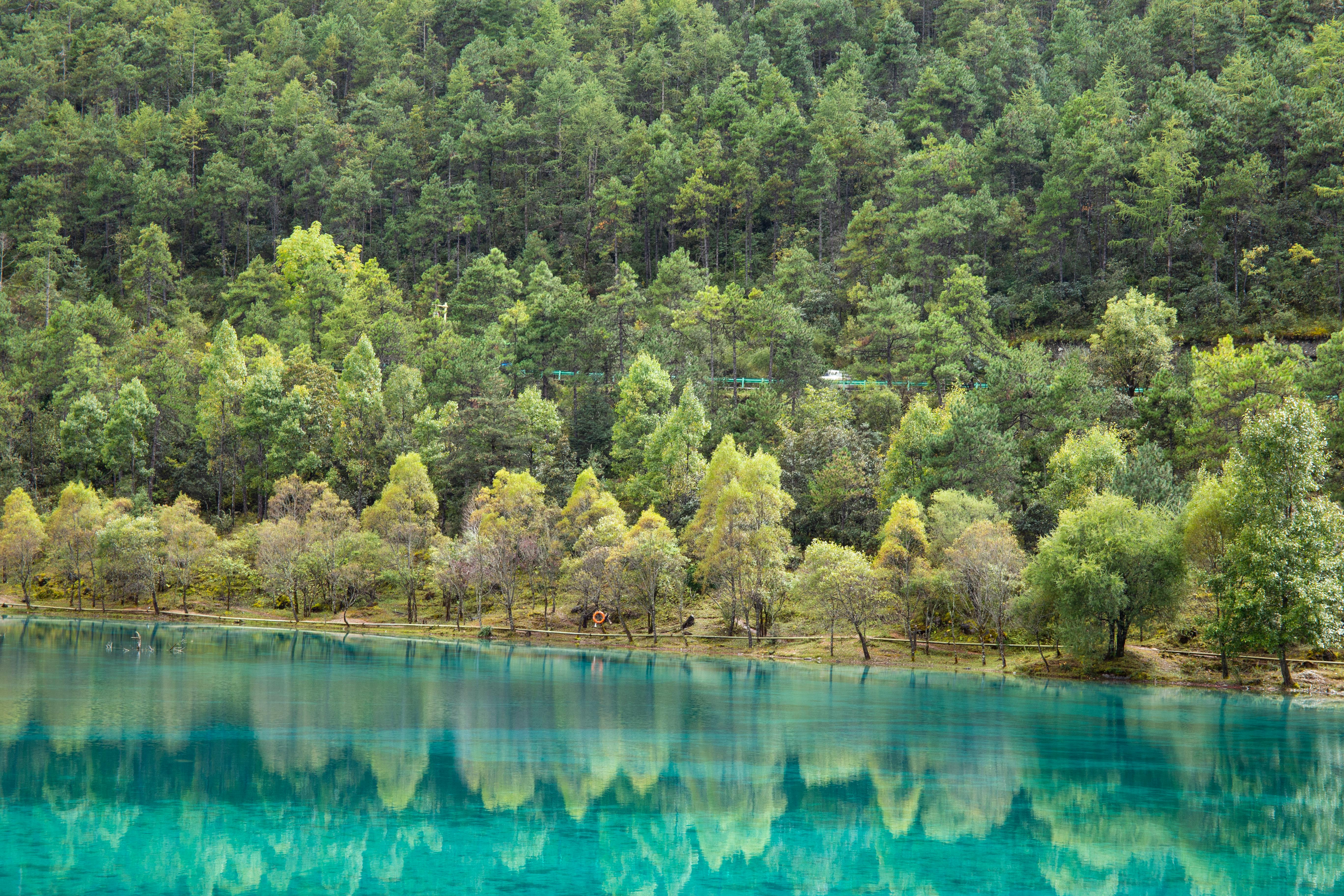 Green Trees Beside the Lake · Free Stock Photo