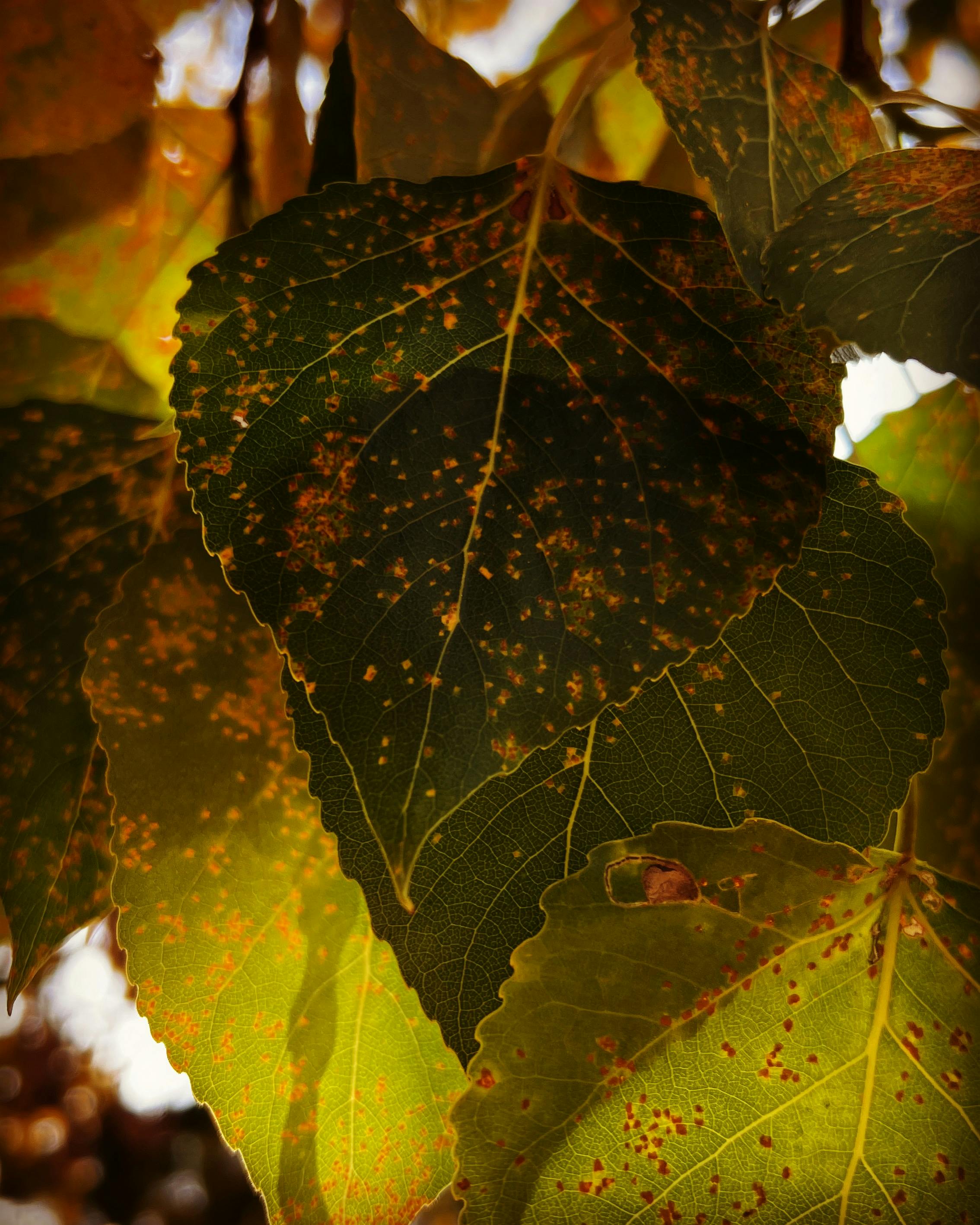 Close-Up Shot of Leaves · Free Stock Photo