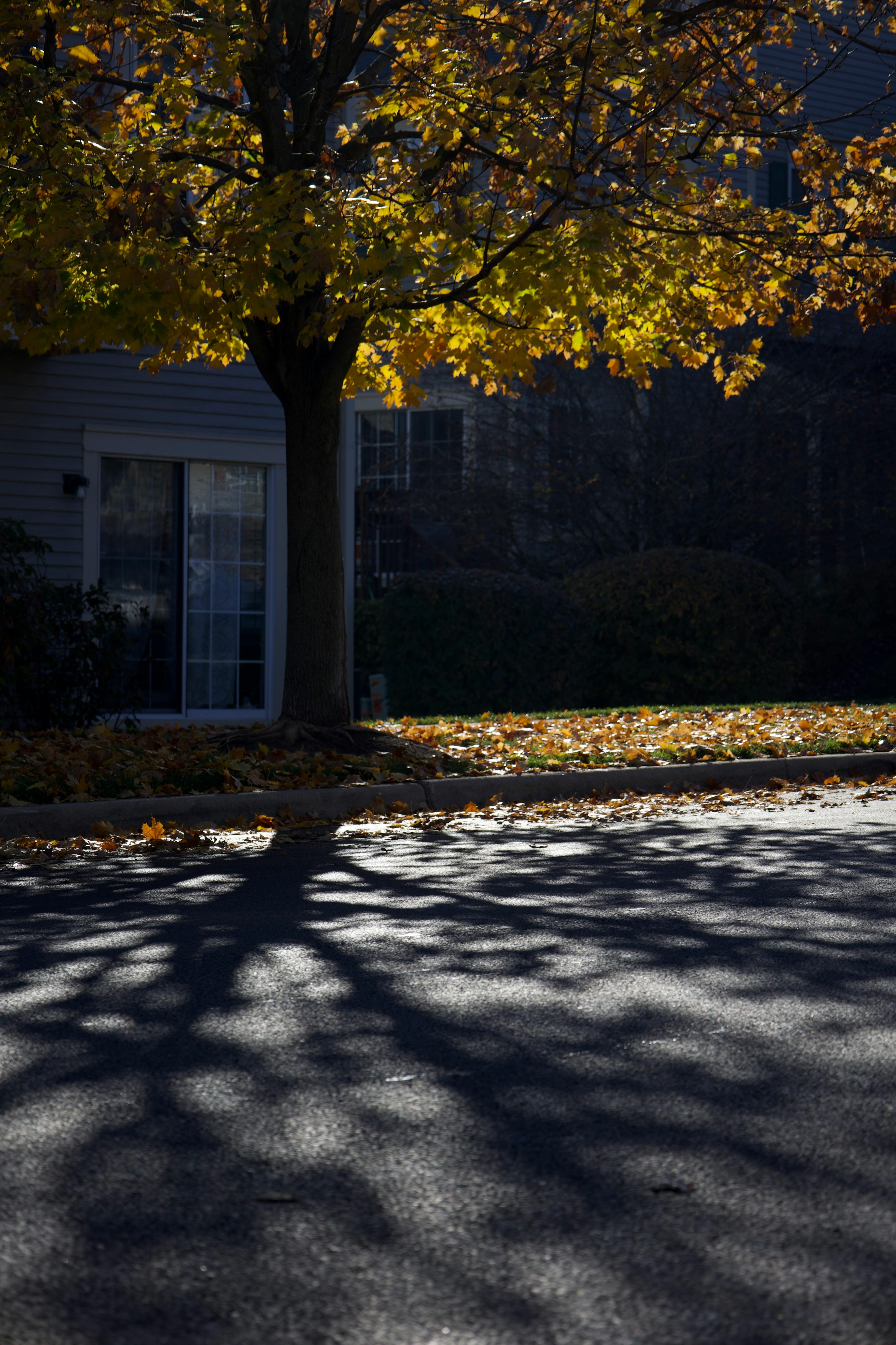 Tree Casting Shadow on Street · Free Stock Photo