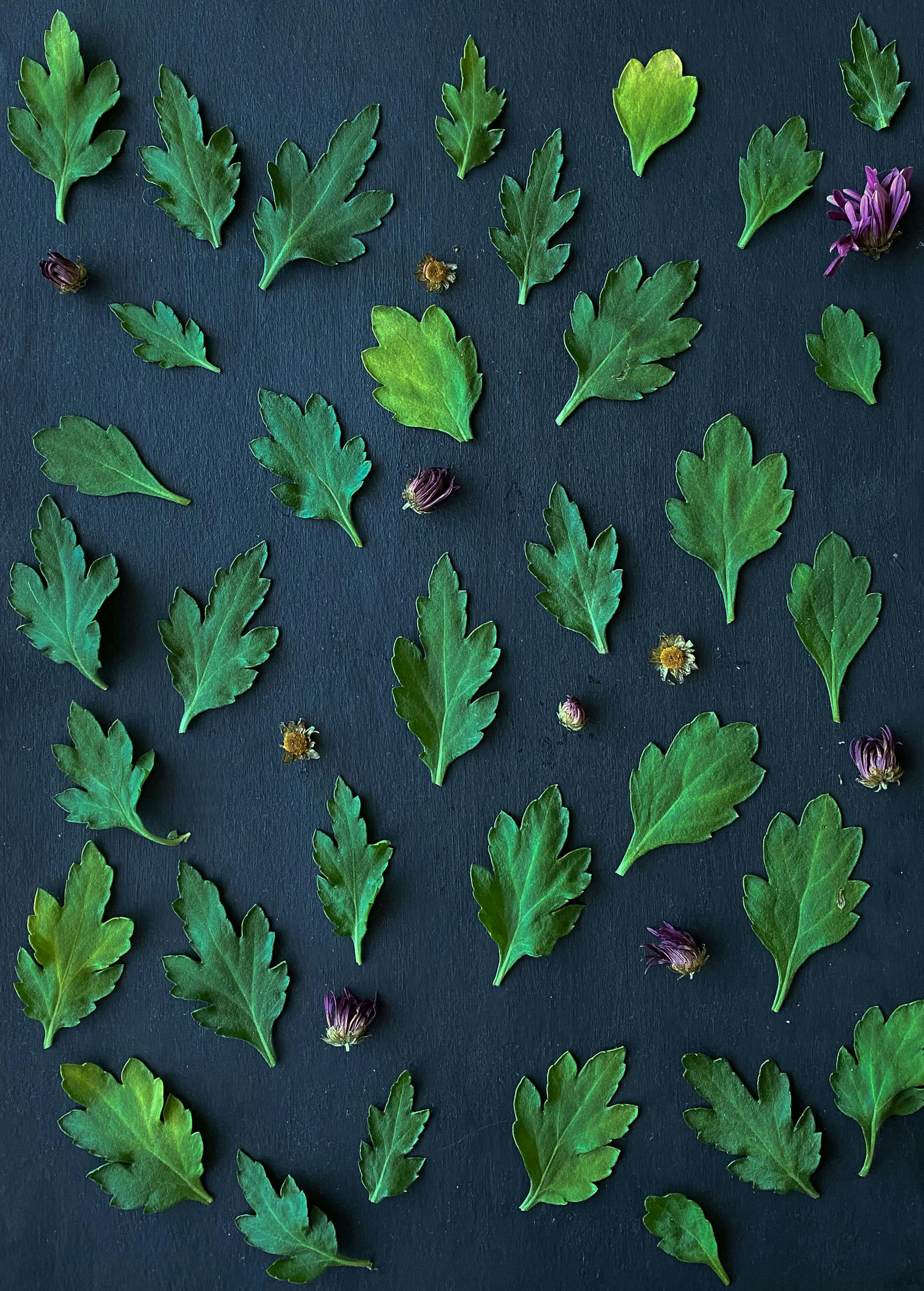 Herb Leaves on Blue Ba · Free Stock Photo