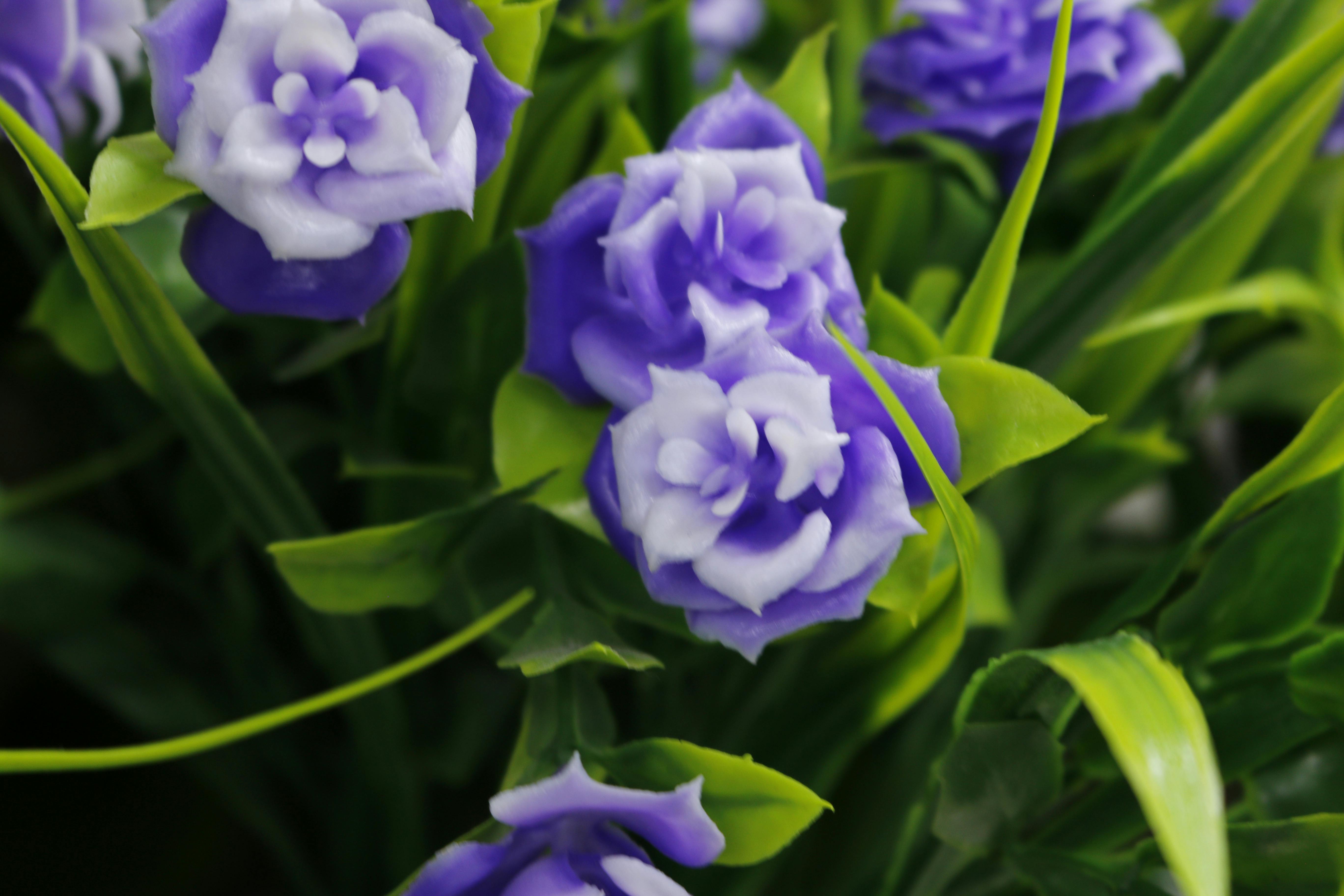 Naresh Mandal - Fotografía